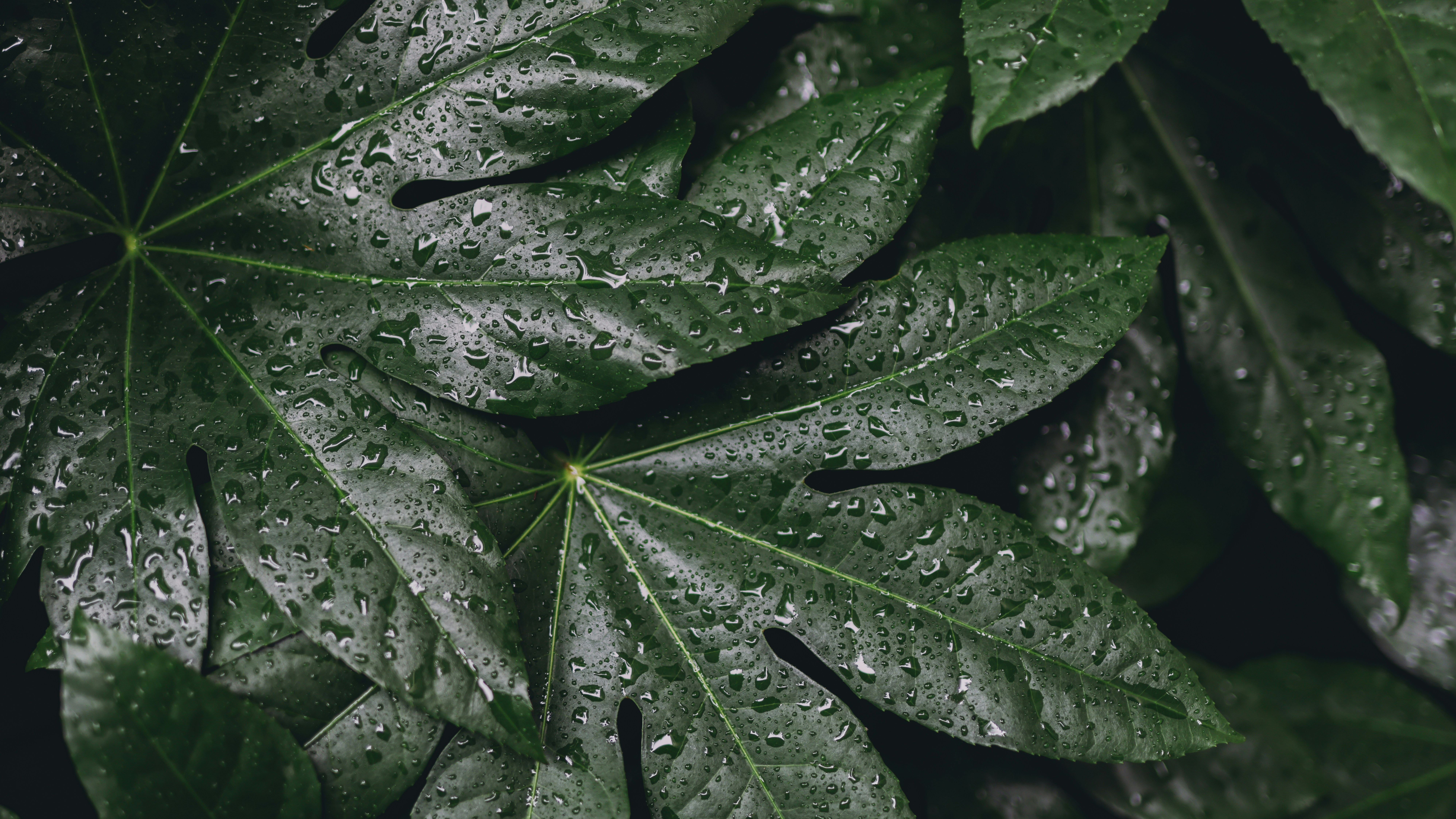 Dew-veiled Palmate Leaves: Midnight Green Geometry