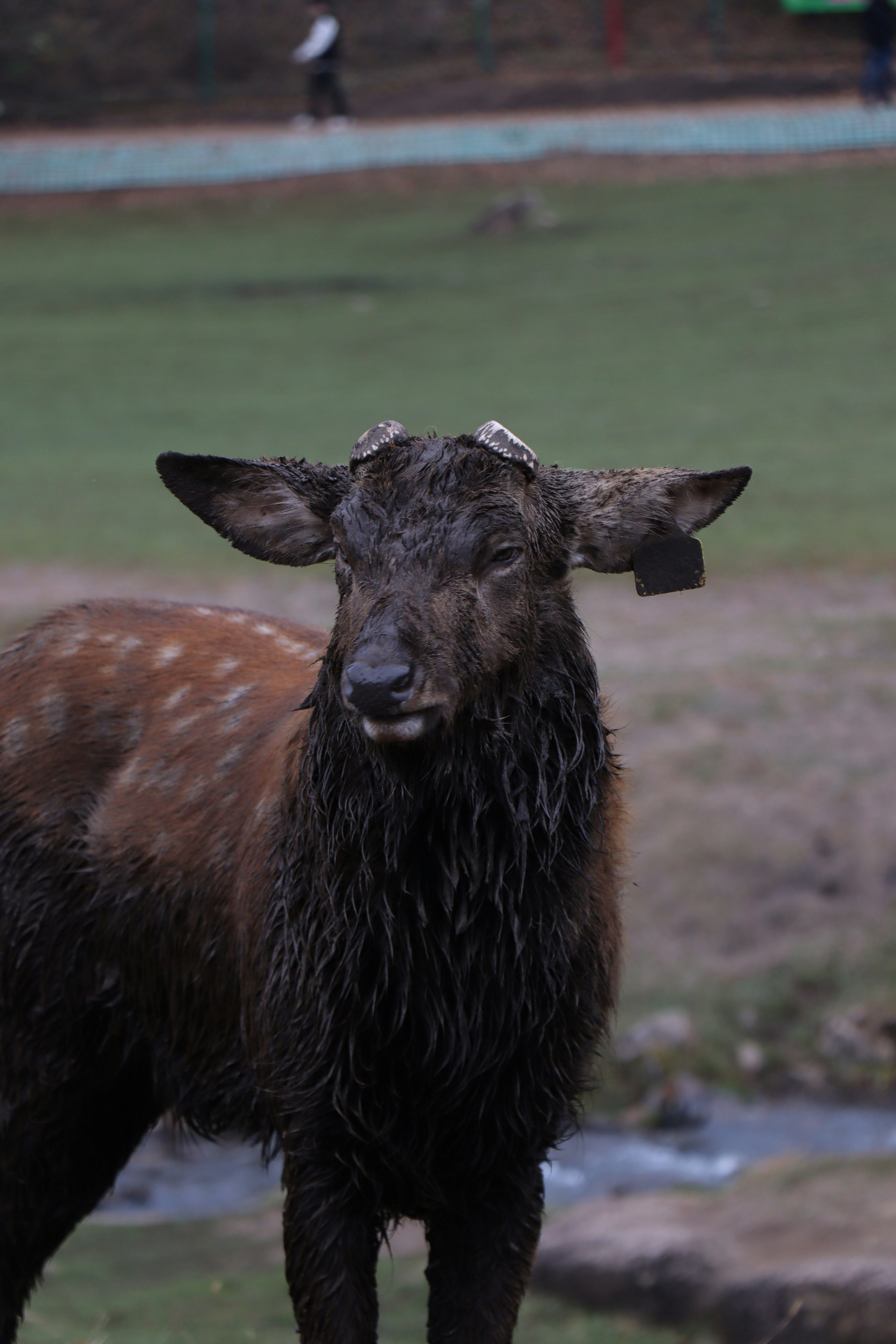 Wild Moor: Close-Up of a Muddy Moose in an Open Field