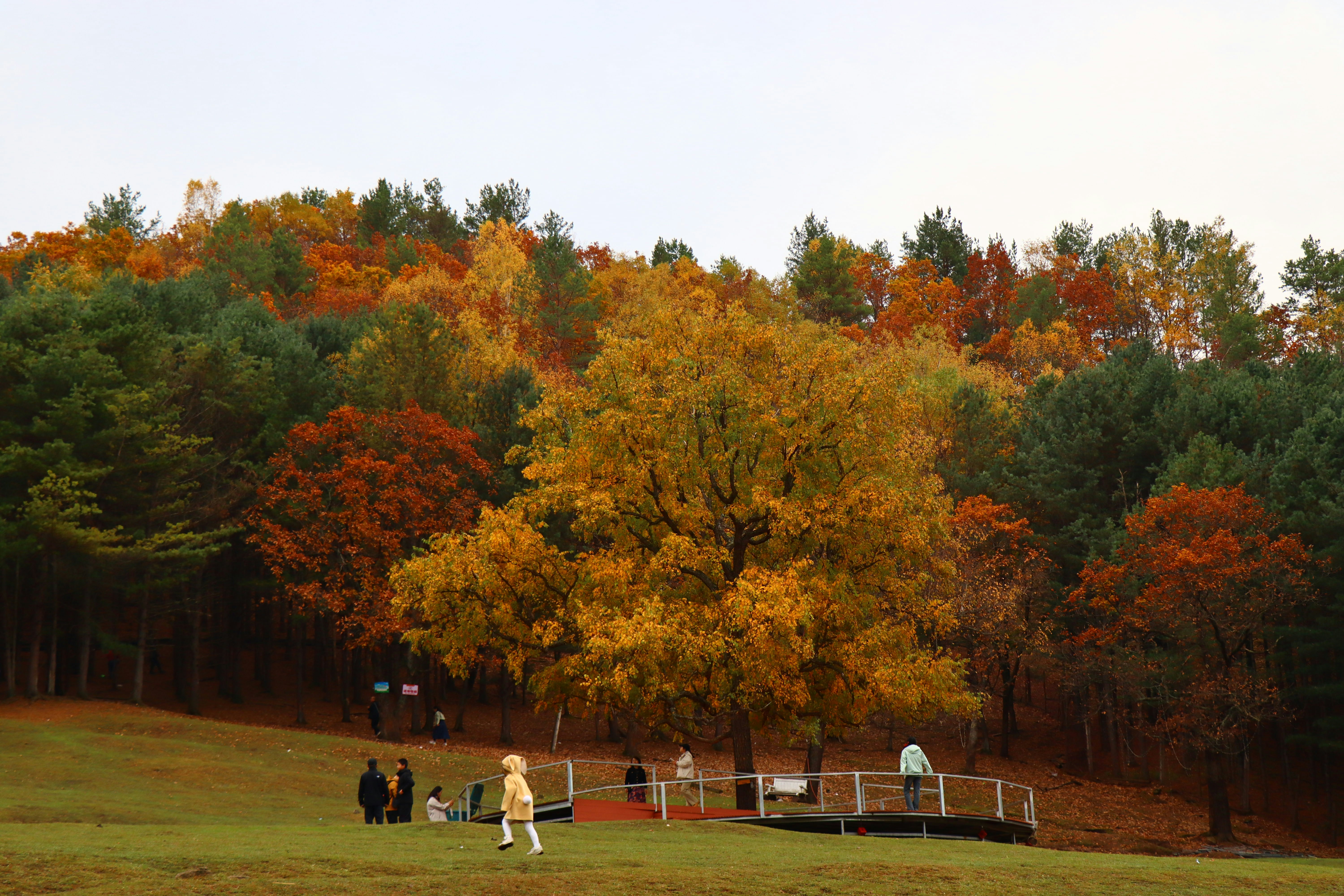Autumn Orchard Vista: People on a Curved Bridge Beneath a Palette of Fall Foliage