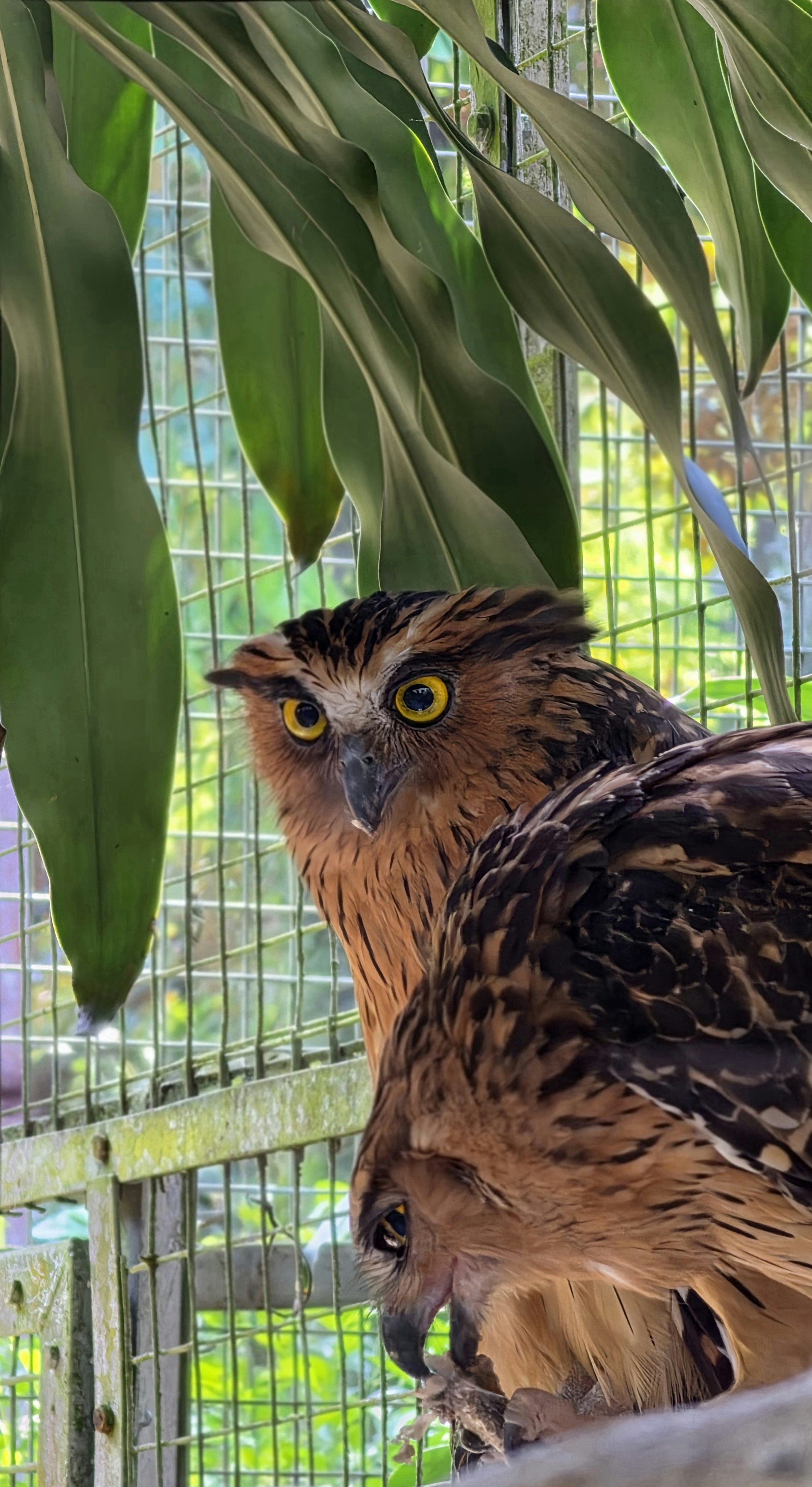 Eyes in the Cage: A Close Encounter with the Raptor