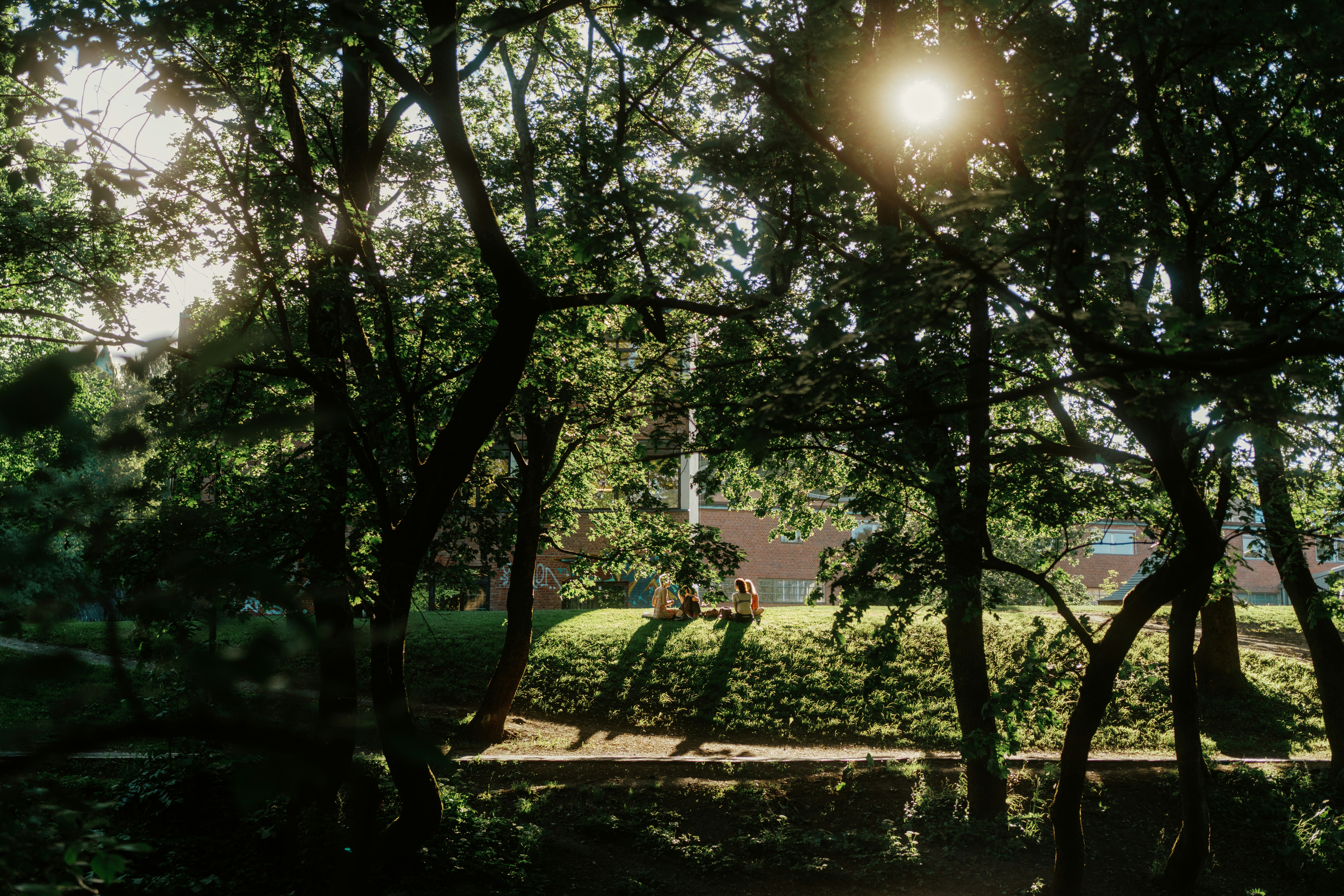 Sunlit shelter of trees: a quiet campus green