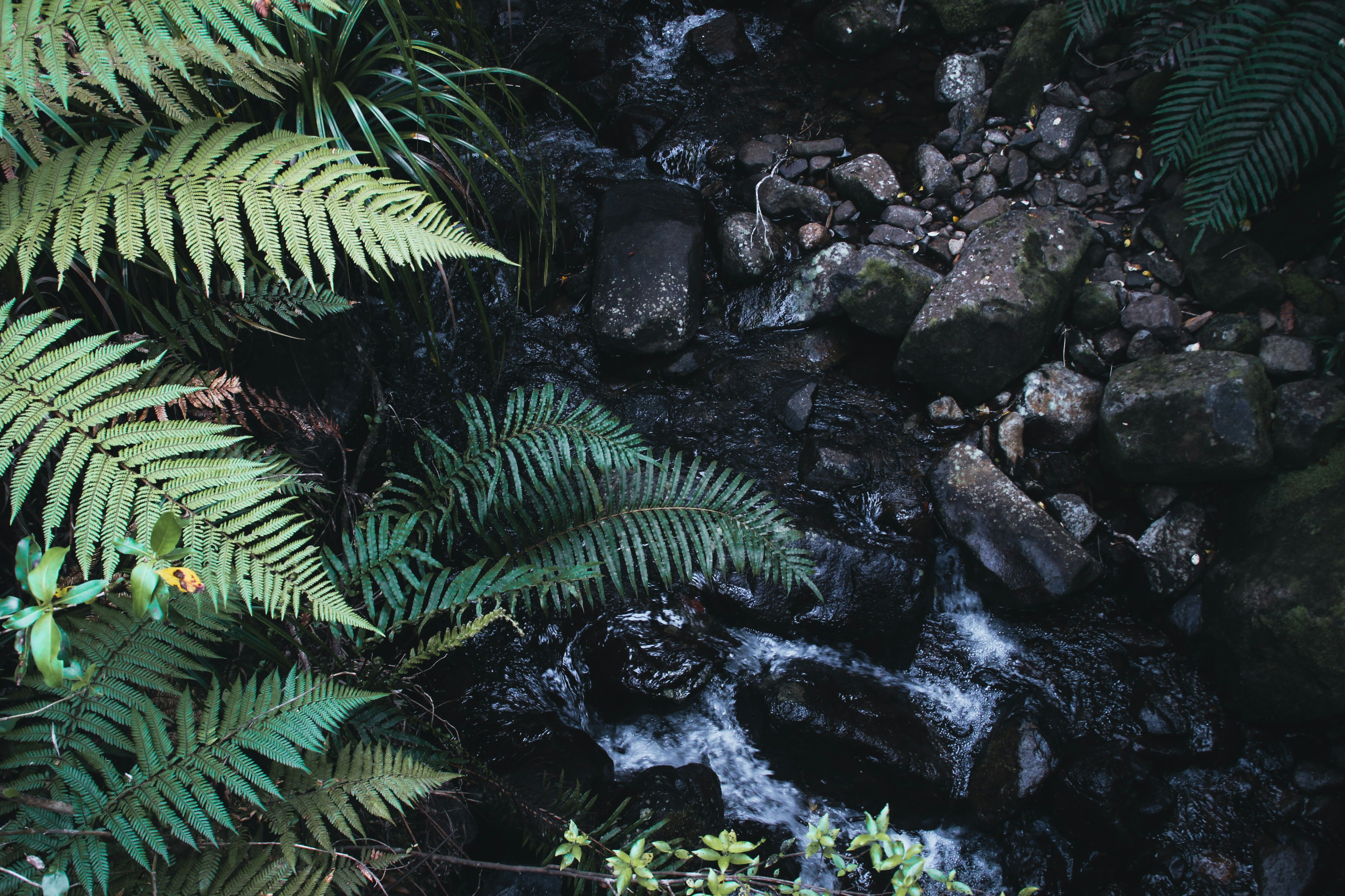 Green Cascade: Ferns Framing a Quiet Stream