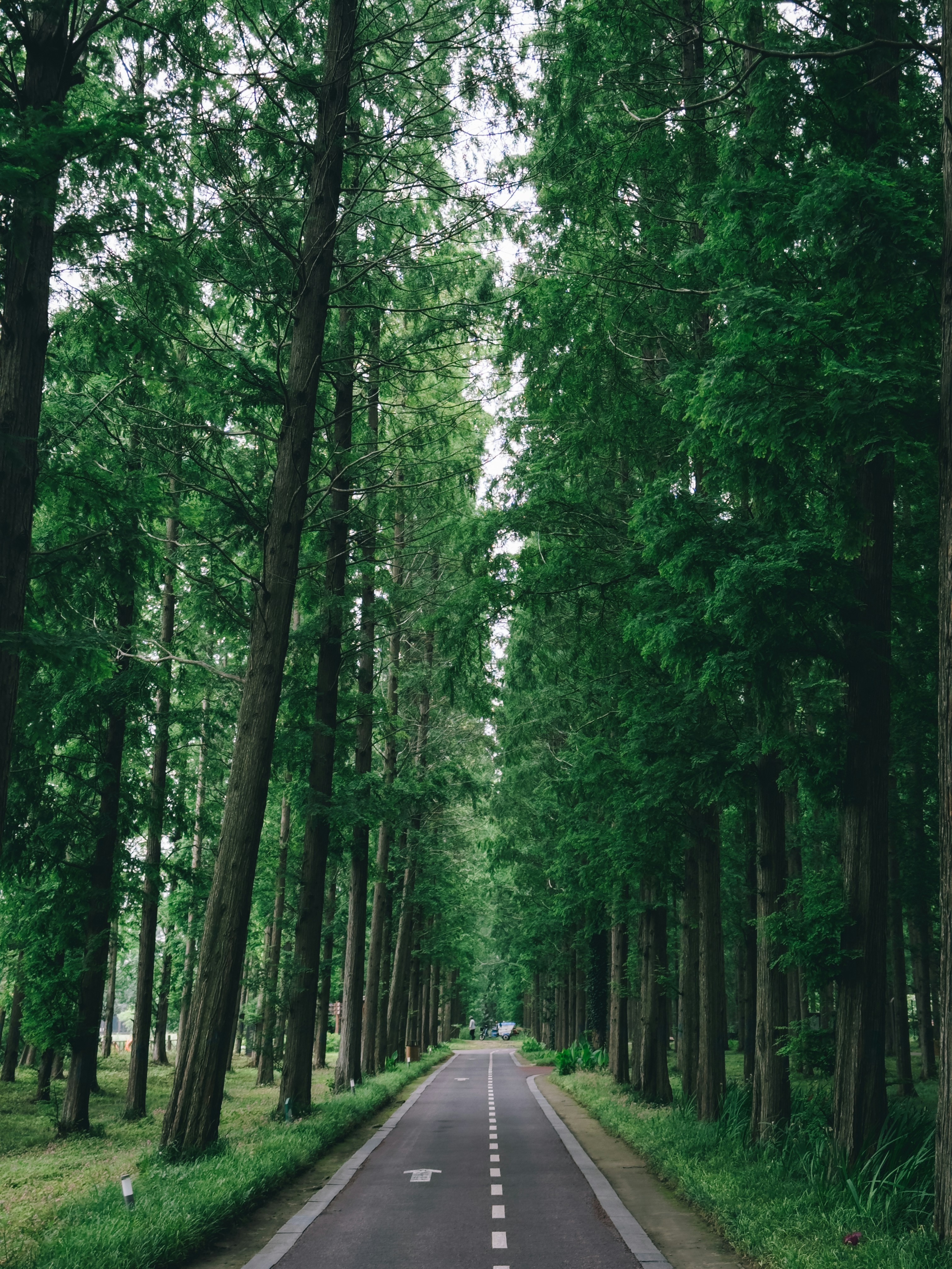 River of Pines: A Tree‑lined River Road to the Horizon