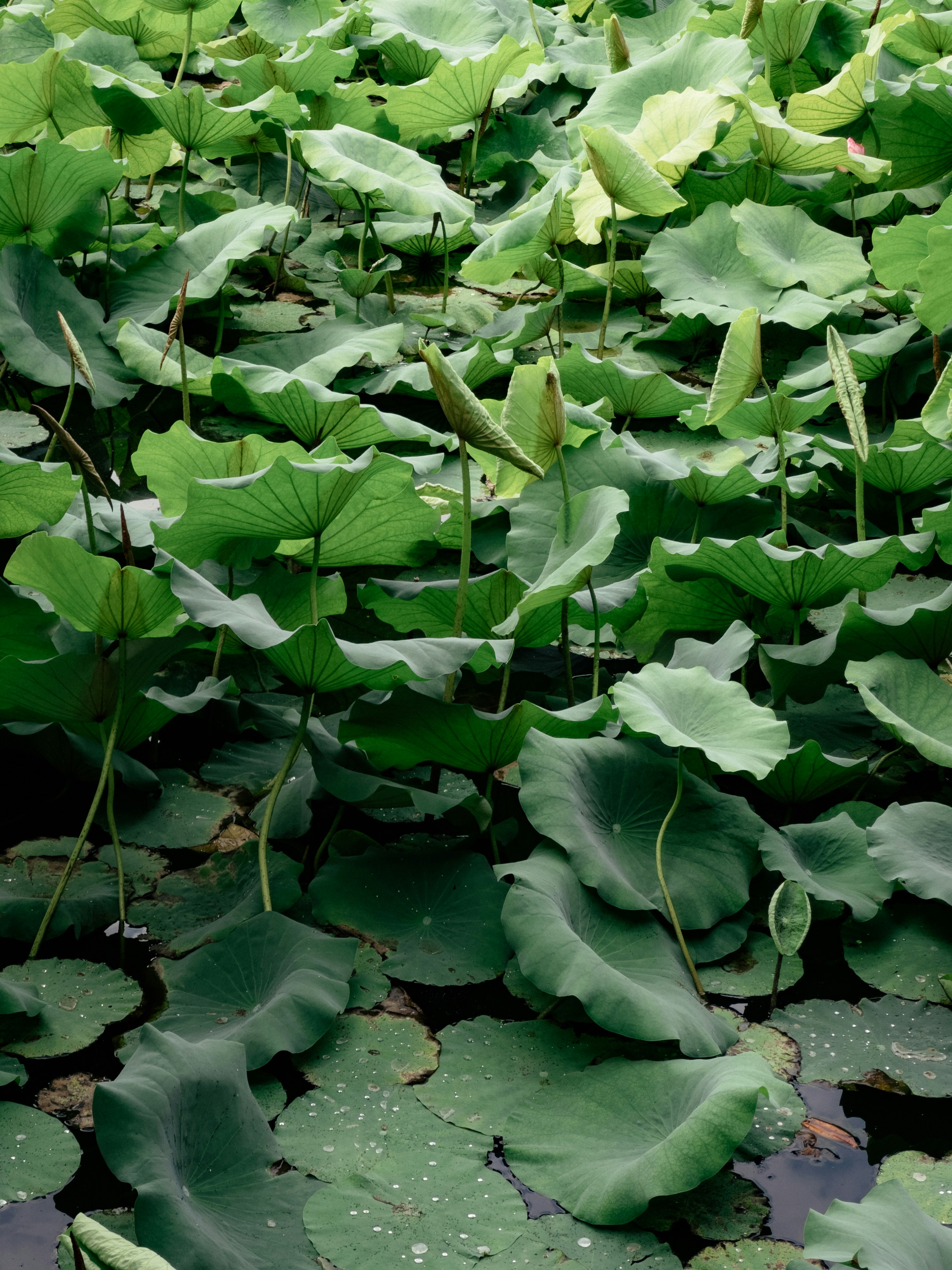 Emerald Canopy: A Field of Lotus Leaves on Quiet Water
