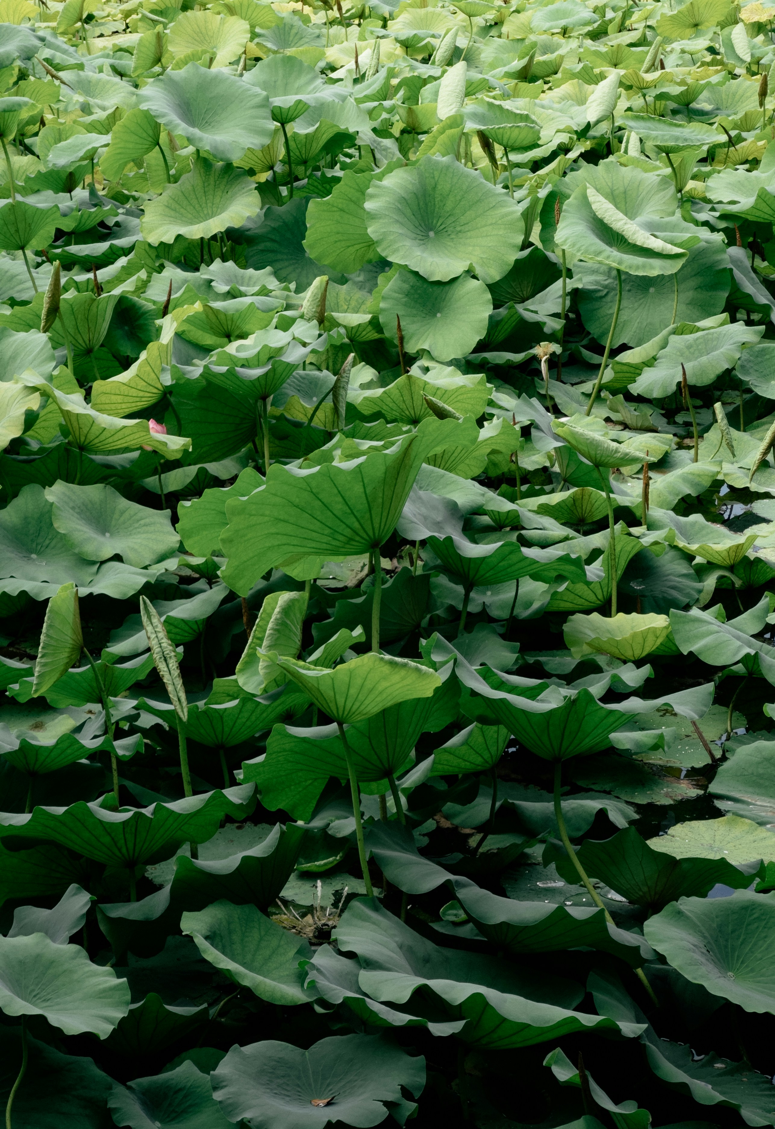Lush Green Canopy: Lotus Leaves Cresting a Quiet Marsh