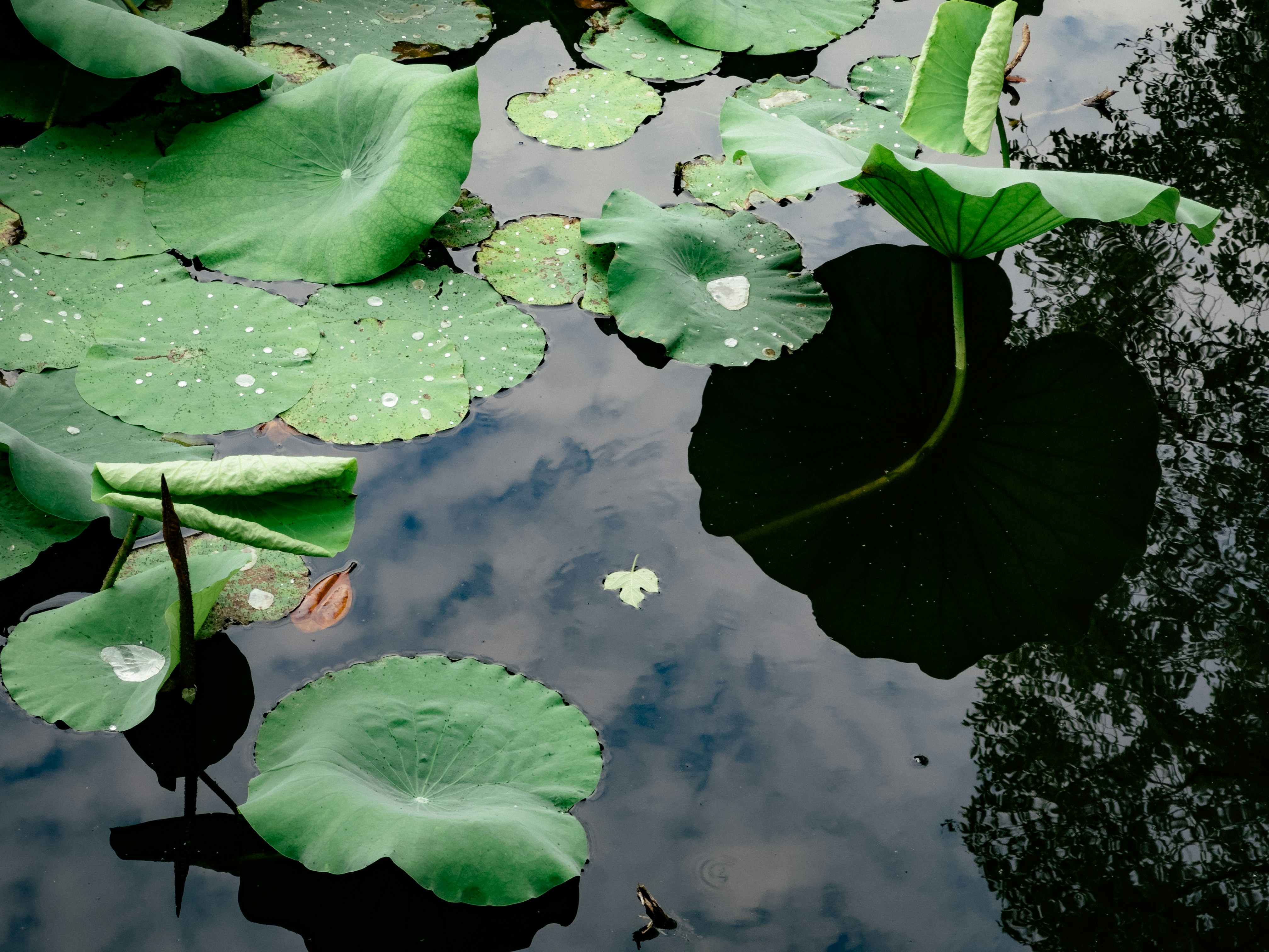 Moonlit Lily Pads and Sky Reflections