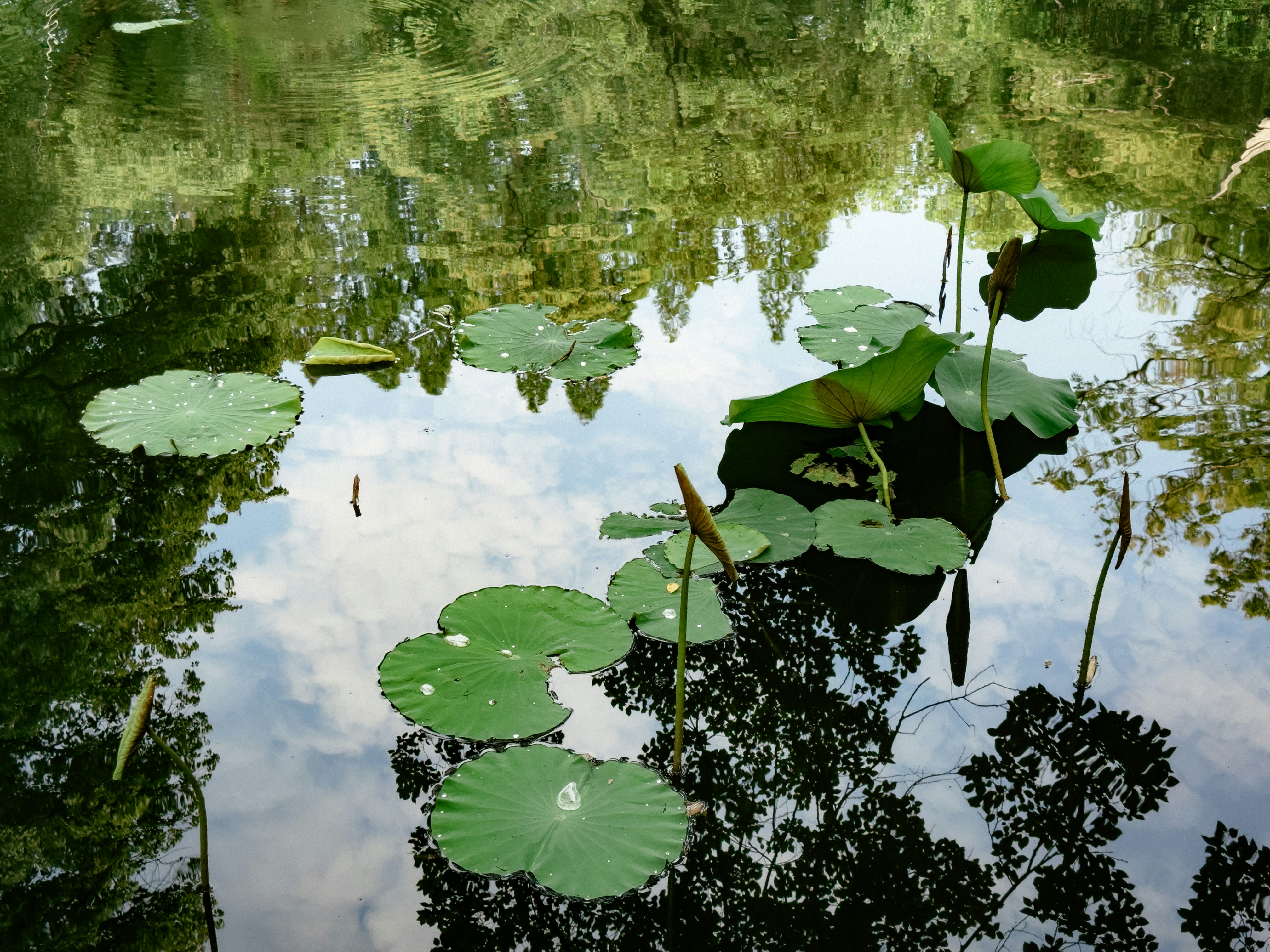Lilypad Mirror: Reflections and Ripples in a Quiet Pond