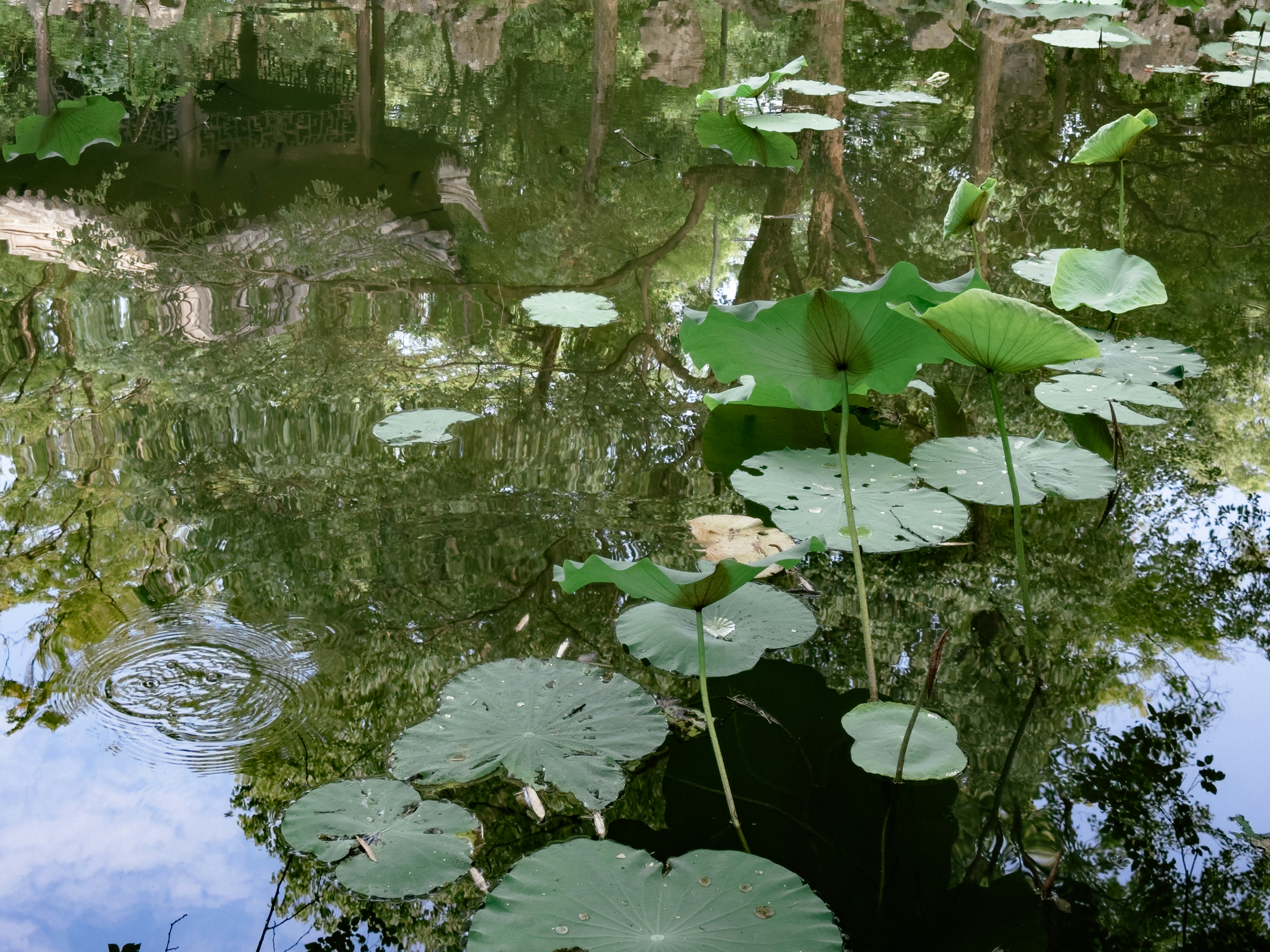 Lily-Pond Mirror: Quiet Reflections Among Green Pads