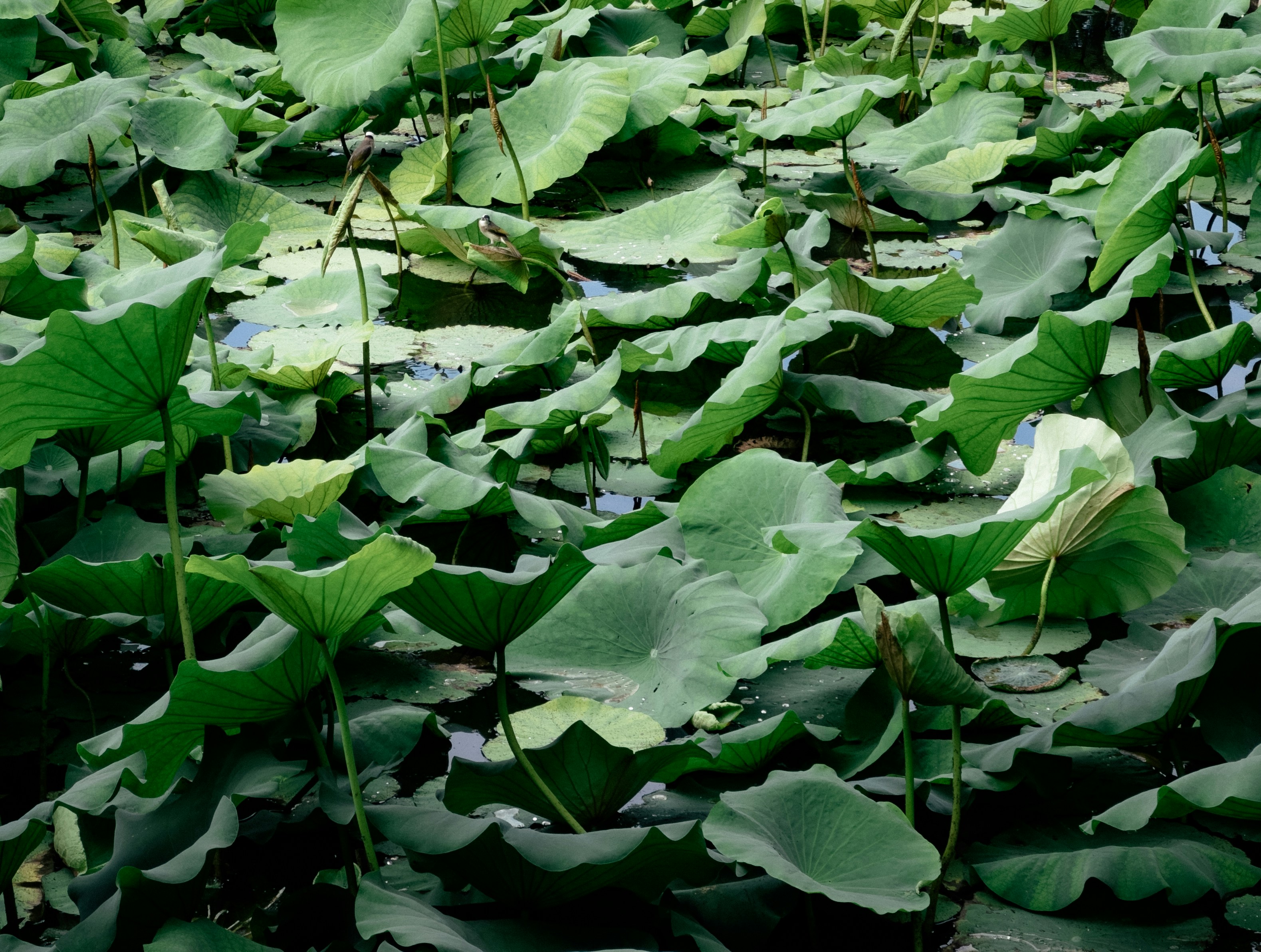 Latticed Green: A Quiet Pond Draped in Lotus Leaves