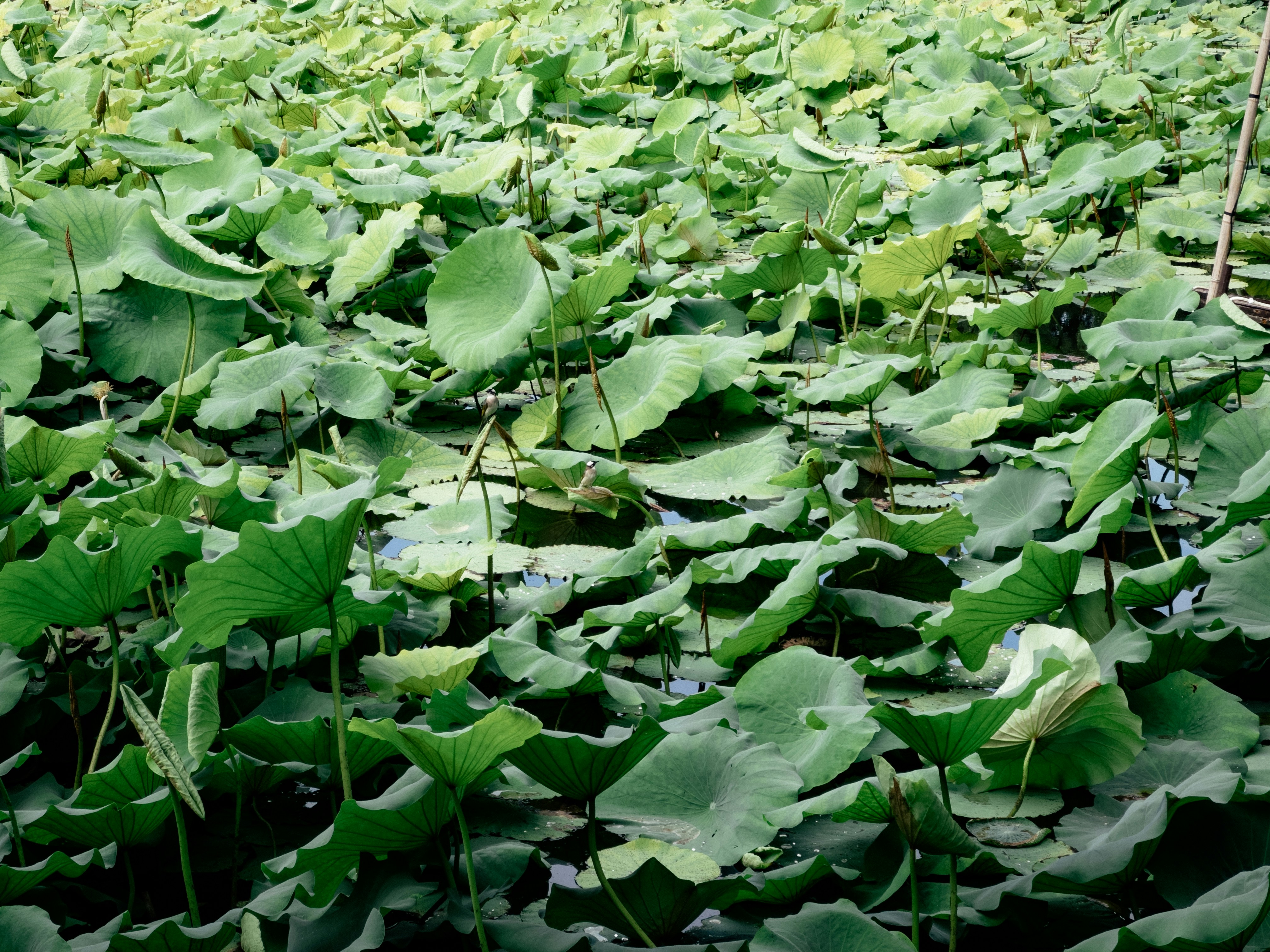 Emerald Sea of Leaves: A Quiet Aqua-Green Canopy