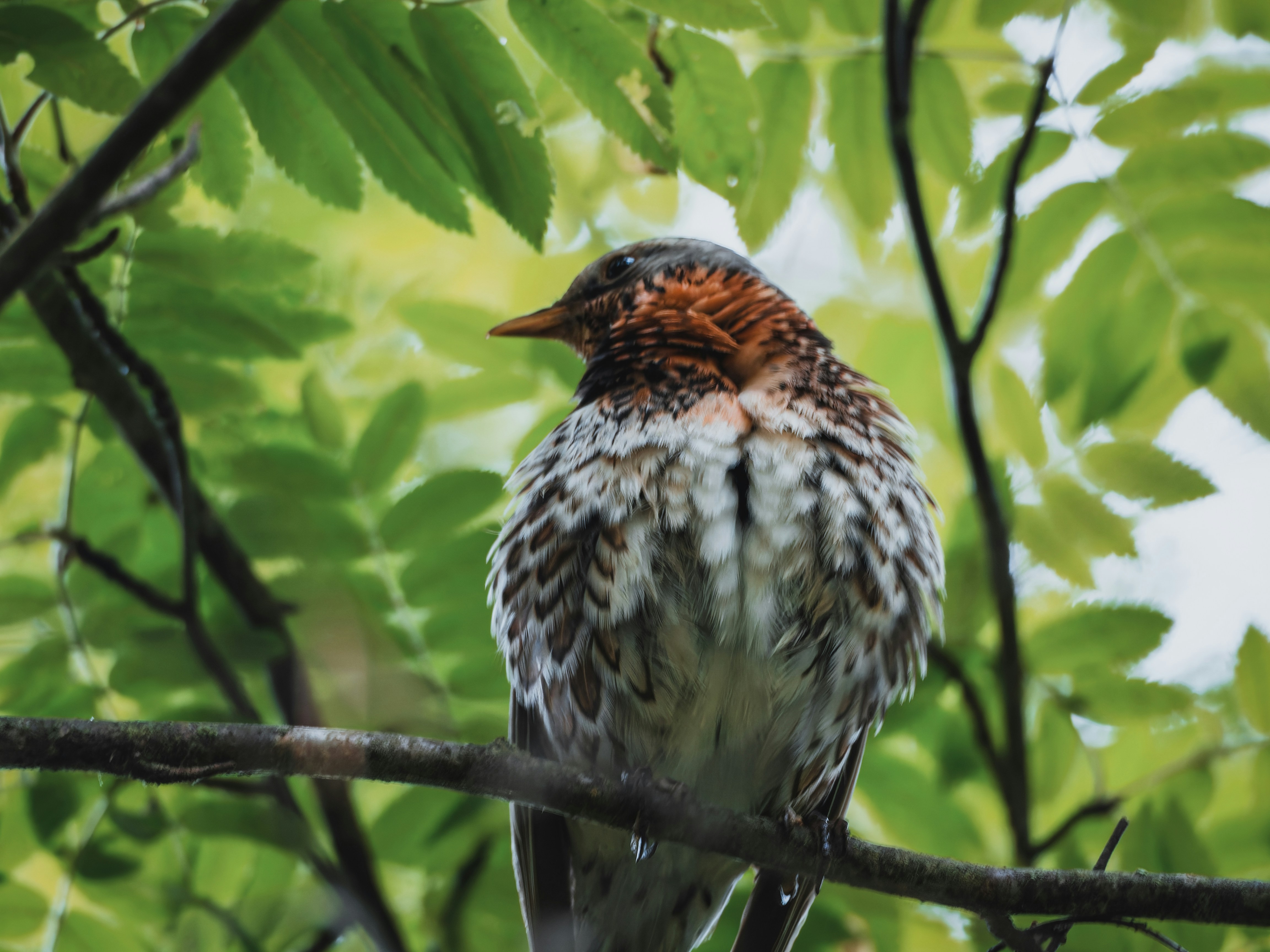 Striated Ember on a Leafy Perch