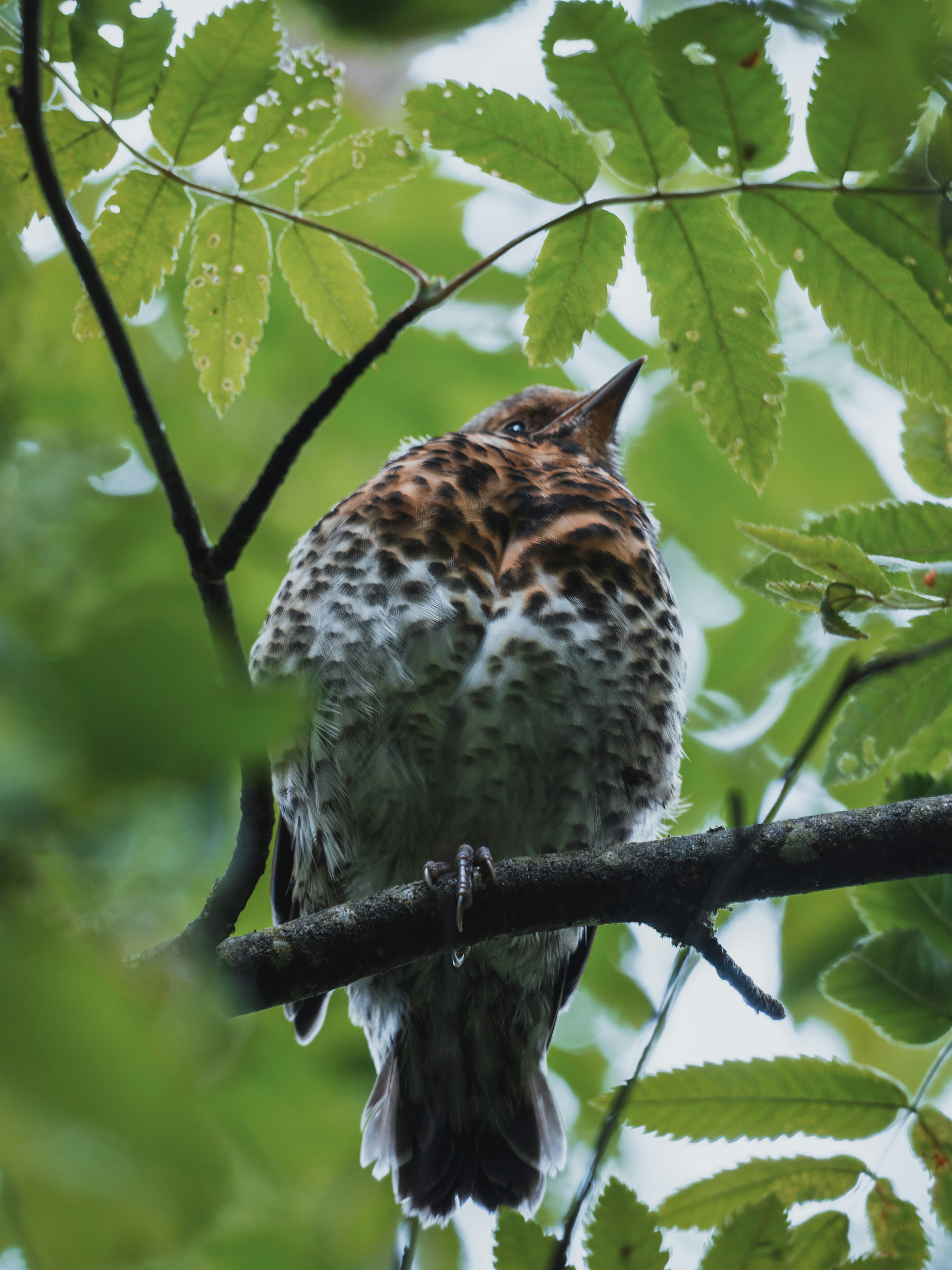 Nestled Finch: A Framed Moment Amid Spring Greens