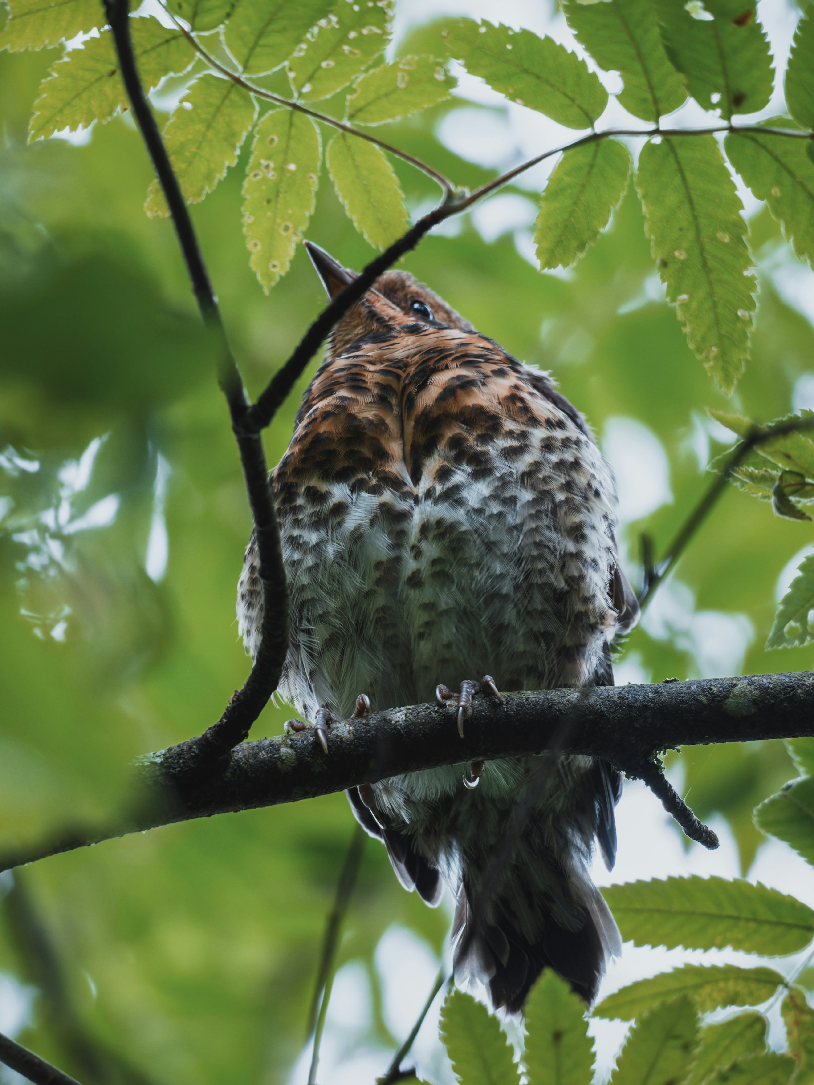 Under the Green Canopy: A Burrow-tinted Owl Birdie in Dappled Light