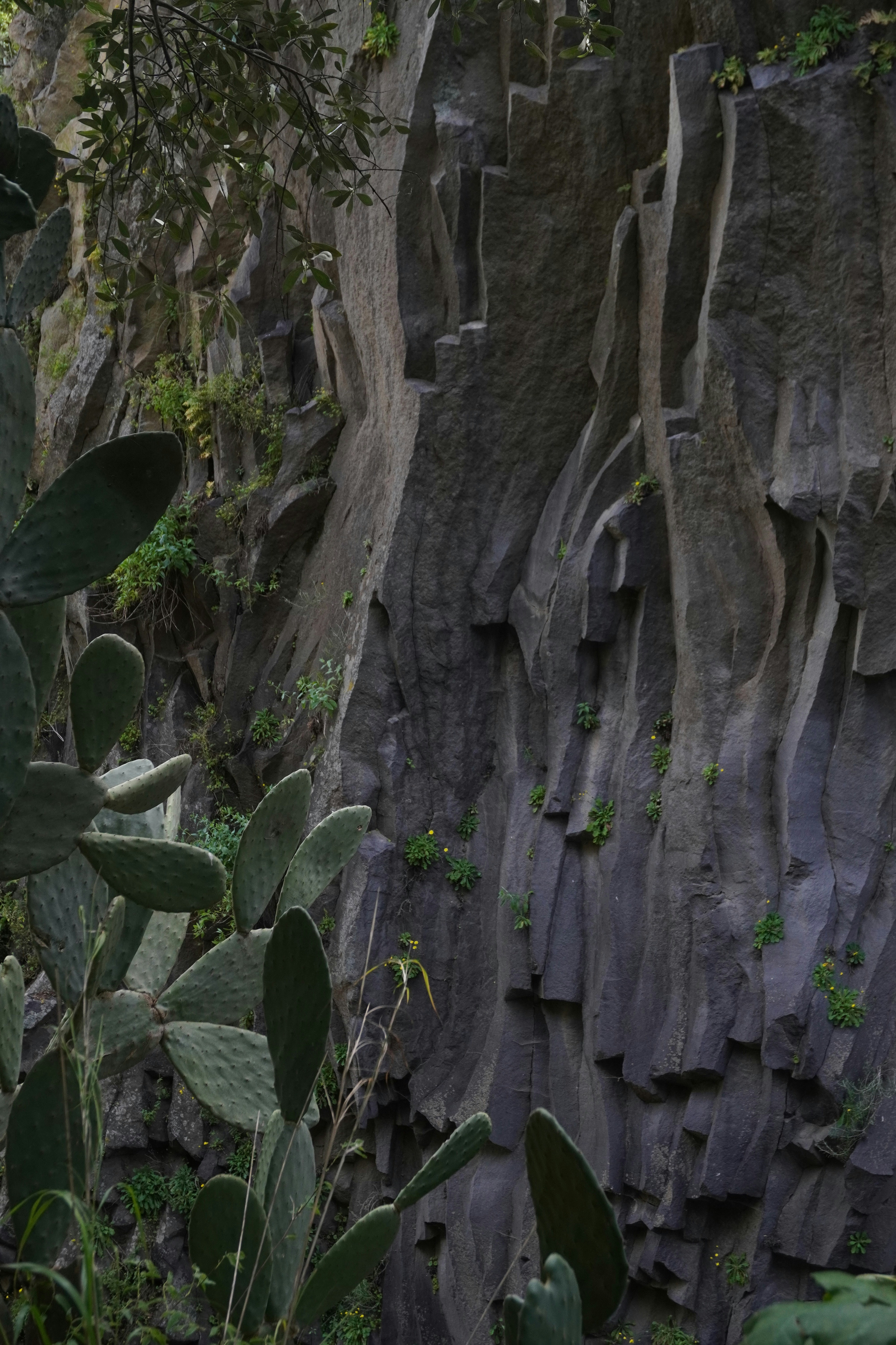 Cacti Against Basalt Argillons: Vertical Canyon Wall