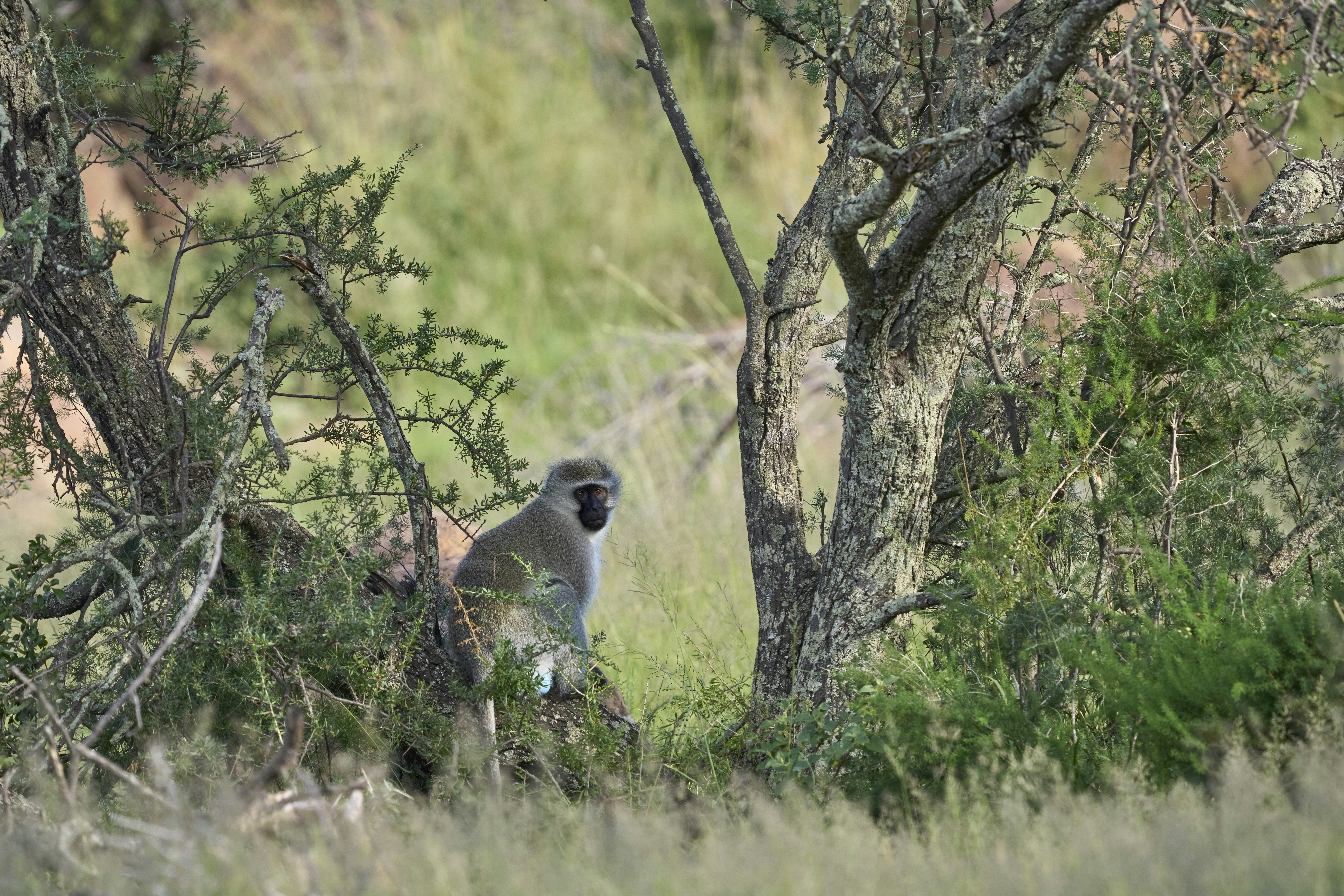 A vervet monkey peeks from behind trees in tall grass.