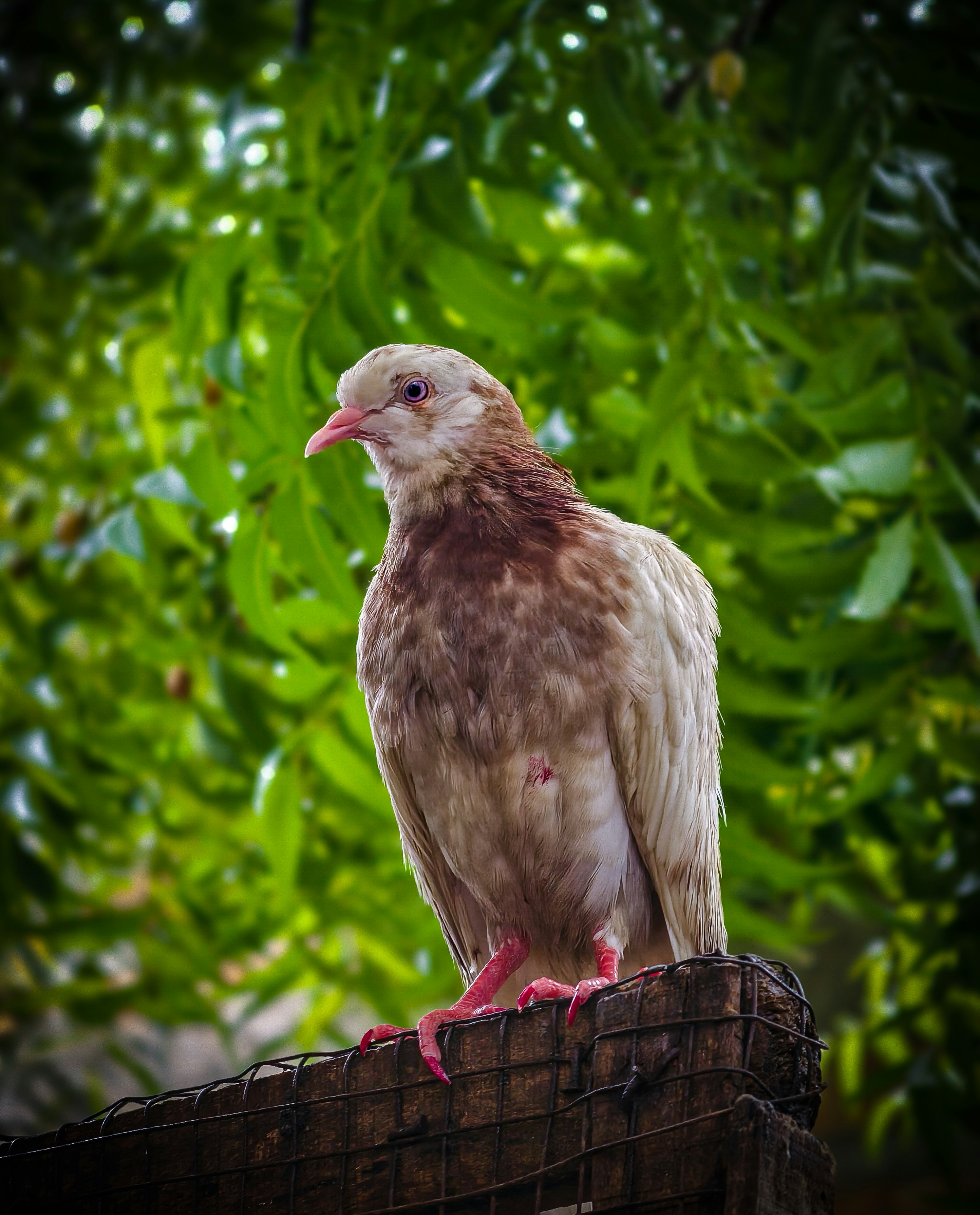 Midday Perch: A Curious Pigeon Against Verdant Backdrop