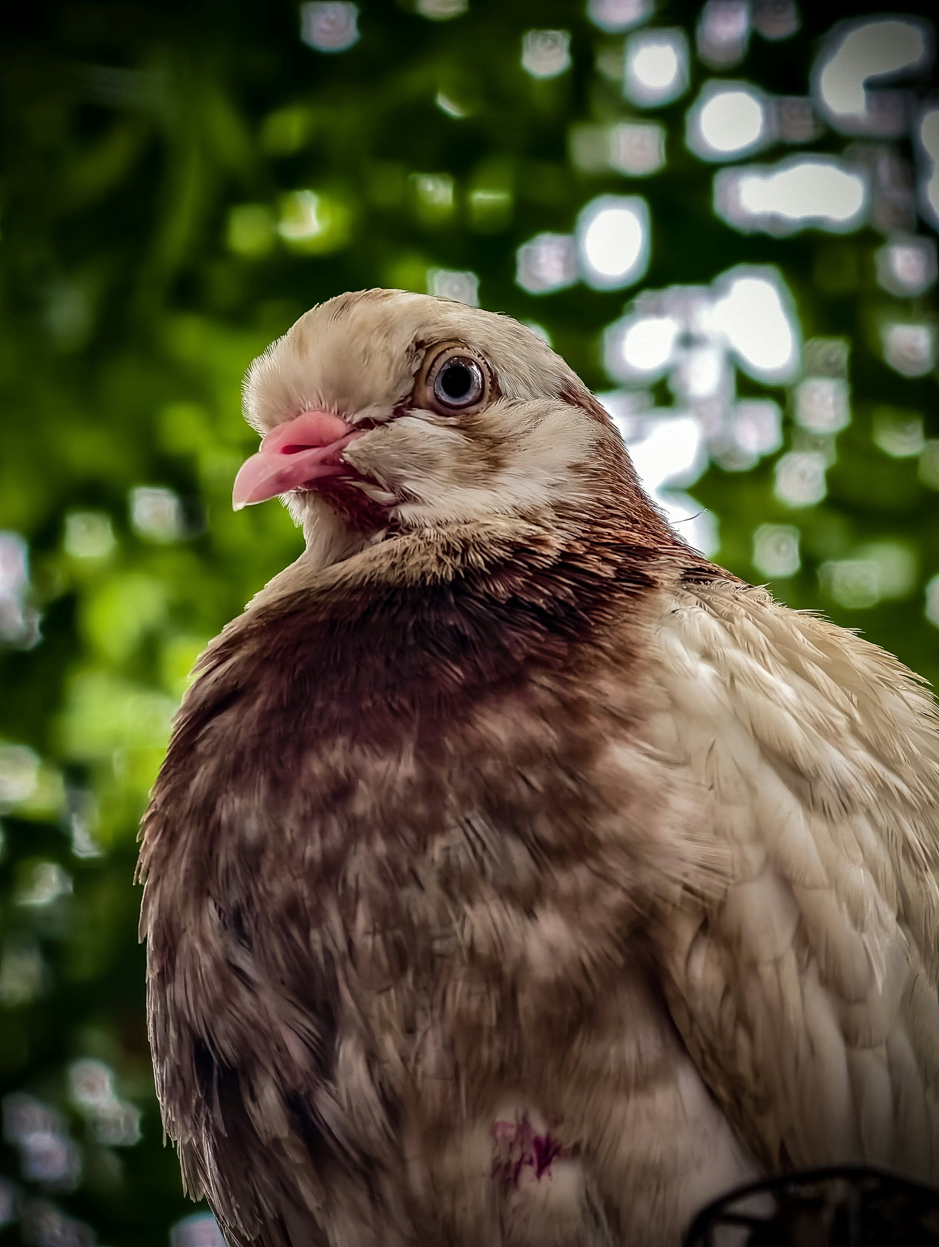 A close portrait of a pigeon with a soft bokeh-green background, highlighting the bird's head and chest; a photographic still aimed at showcasing detail and texture of feathers. This is a natural shot rather than a painting or illustration.