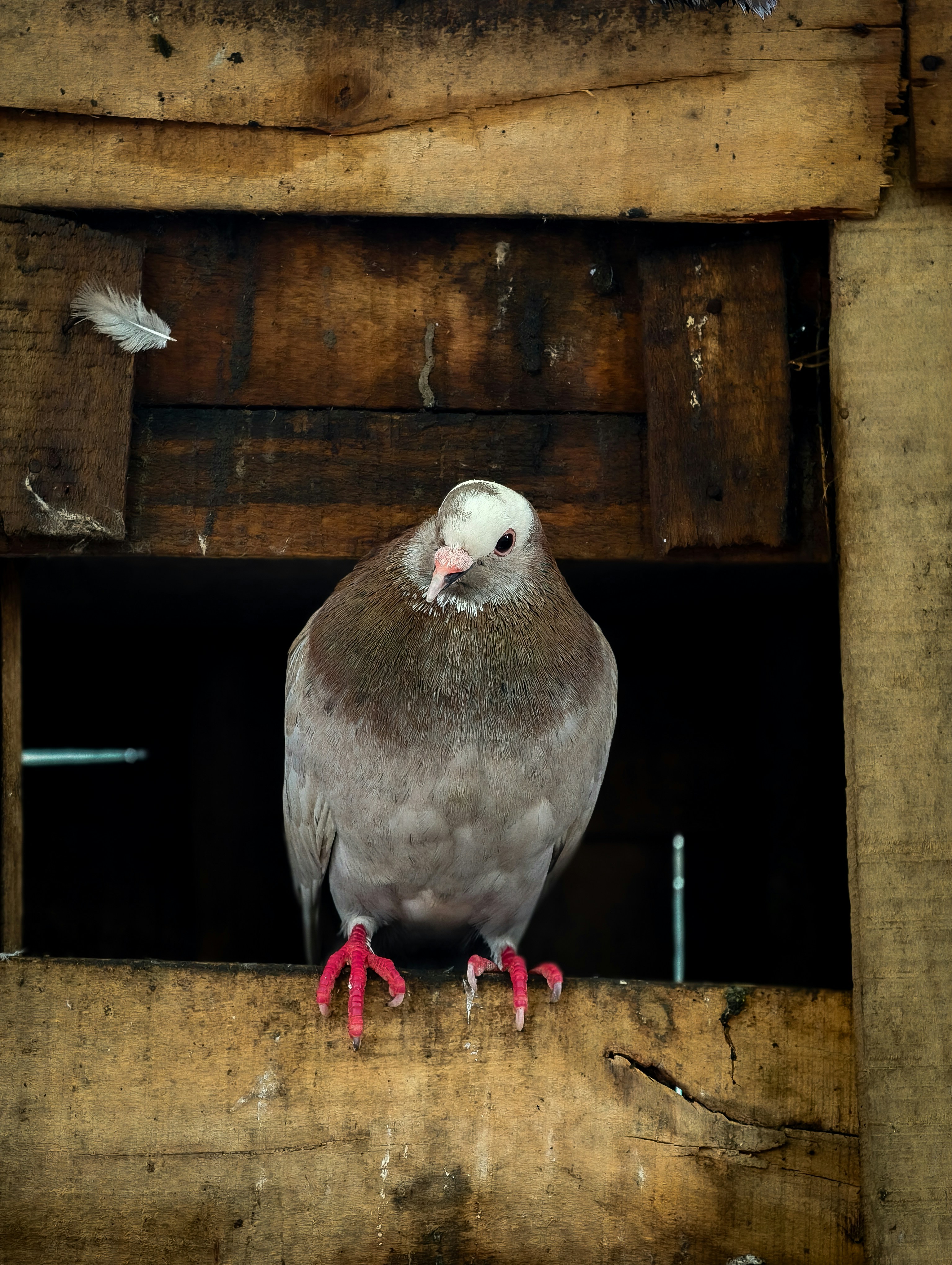 Pigeon at the Threshold: A Close-Front Look from a Rustic Nook
