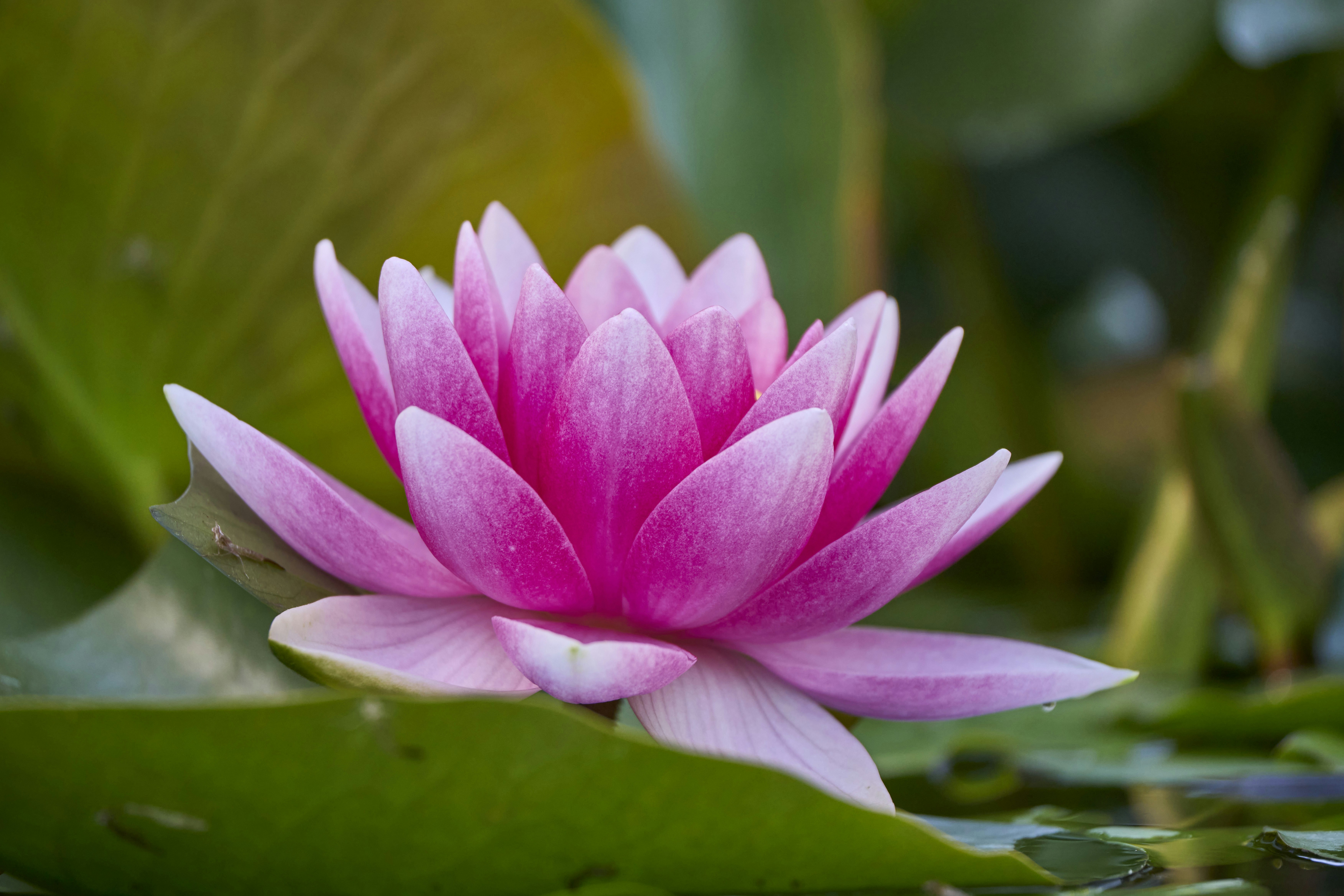 A vibrant pink water lily blooms among green leaves.