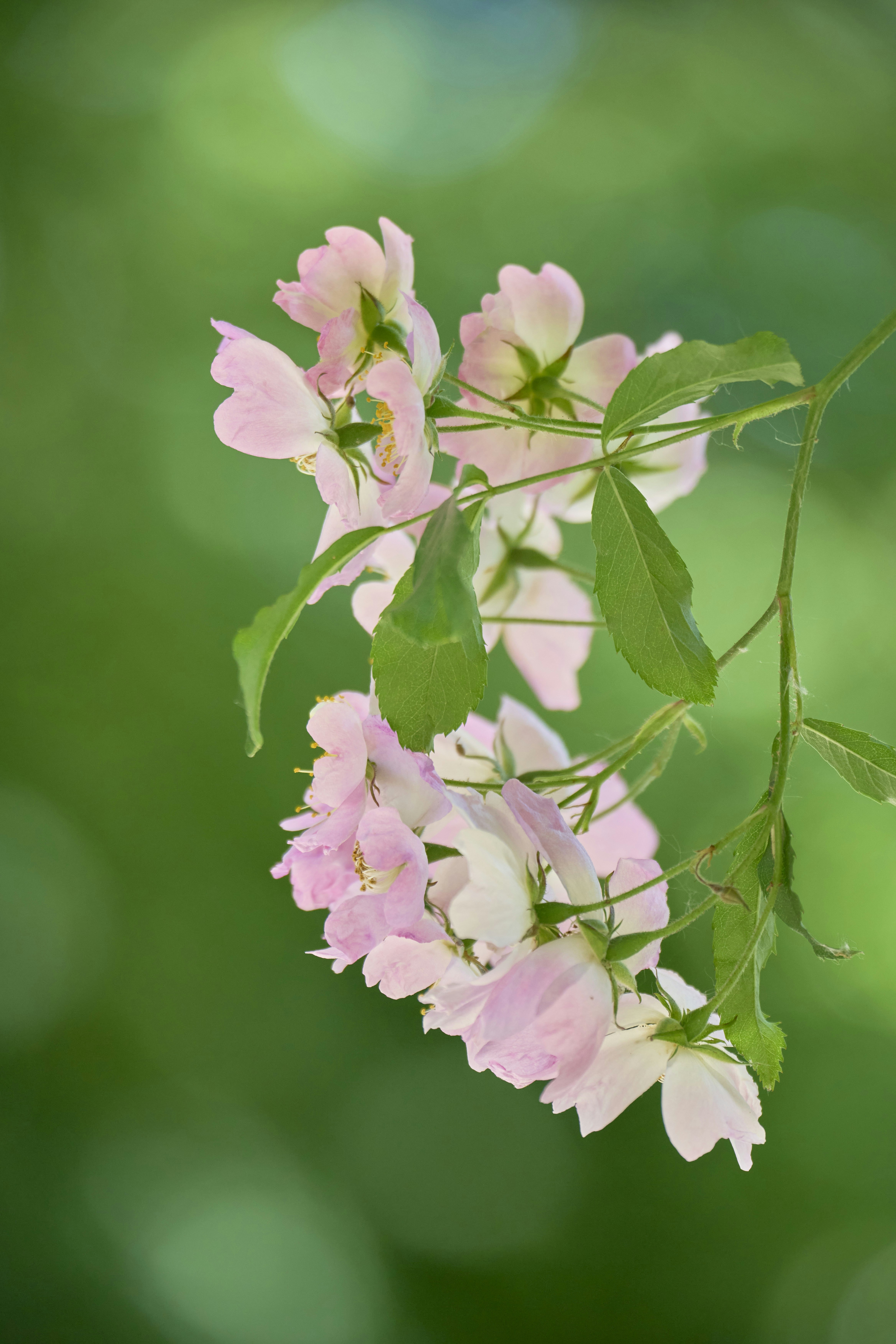Soft Pink Dogwood Cluster Draped Against a Verdant Blur
