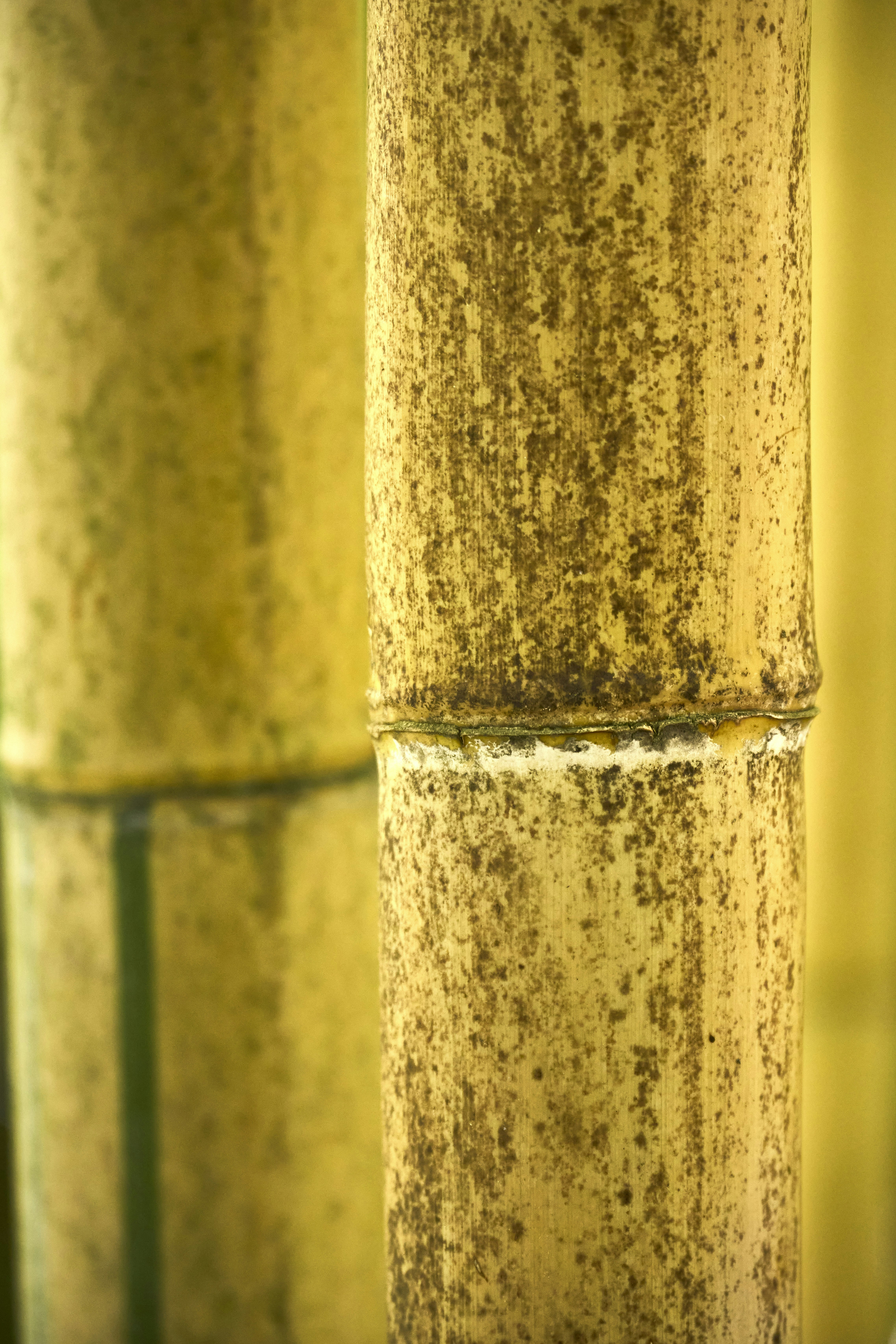 Golden Segments: The Quiet Rhythm of Bamboo