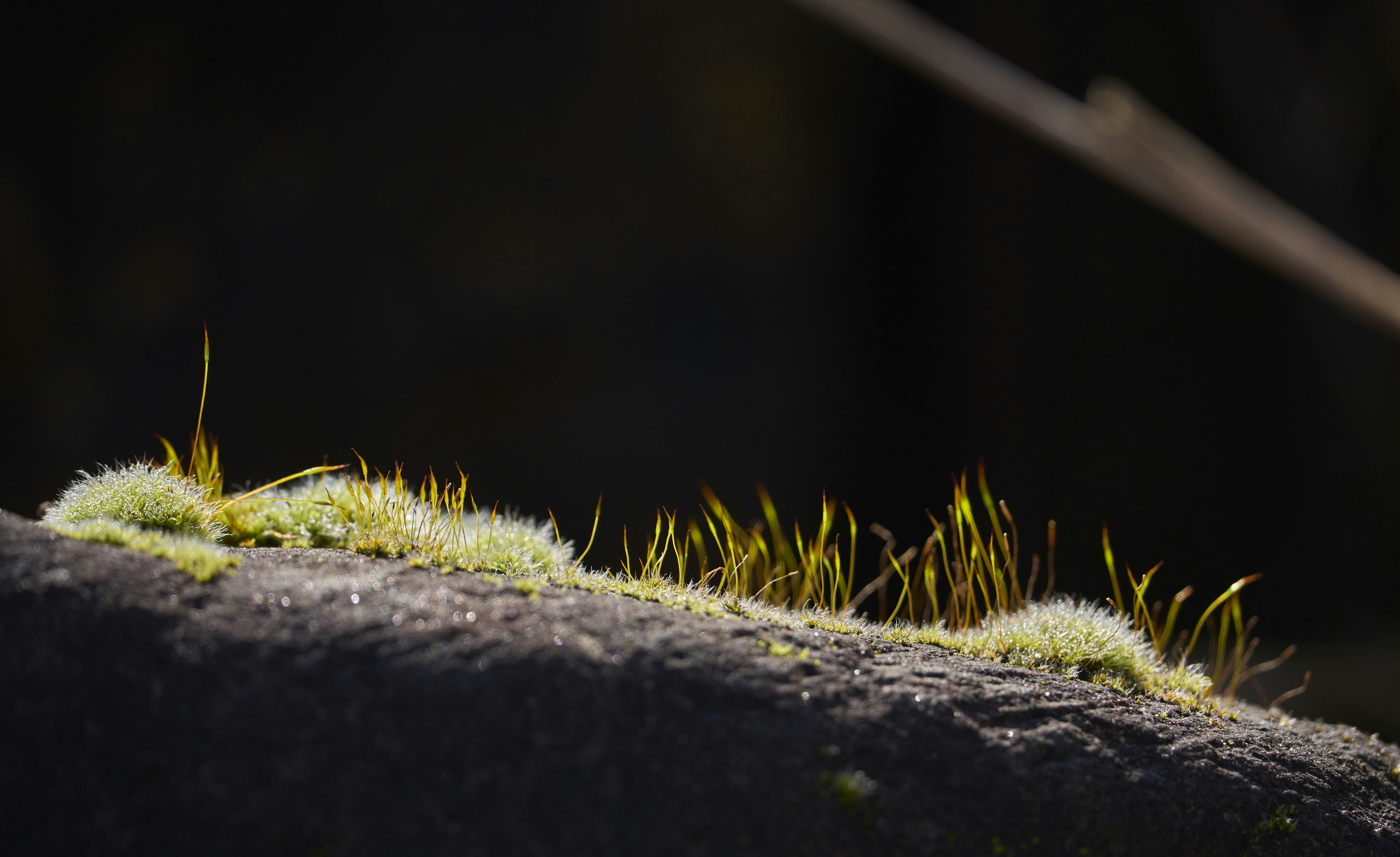 Vibrant green moss and yellow sprouts on a dark branch.