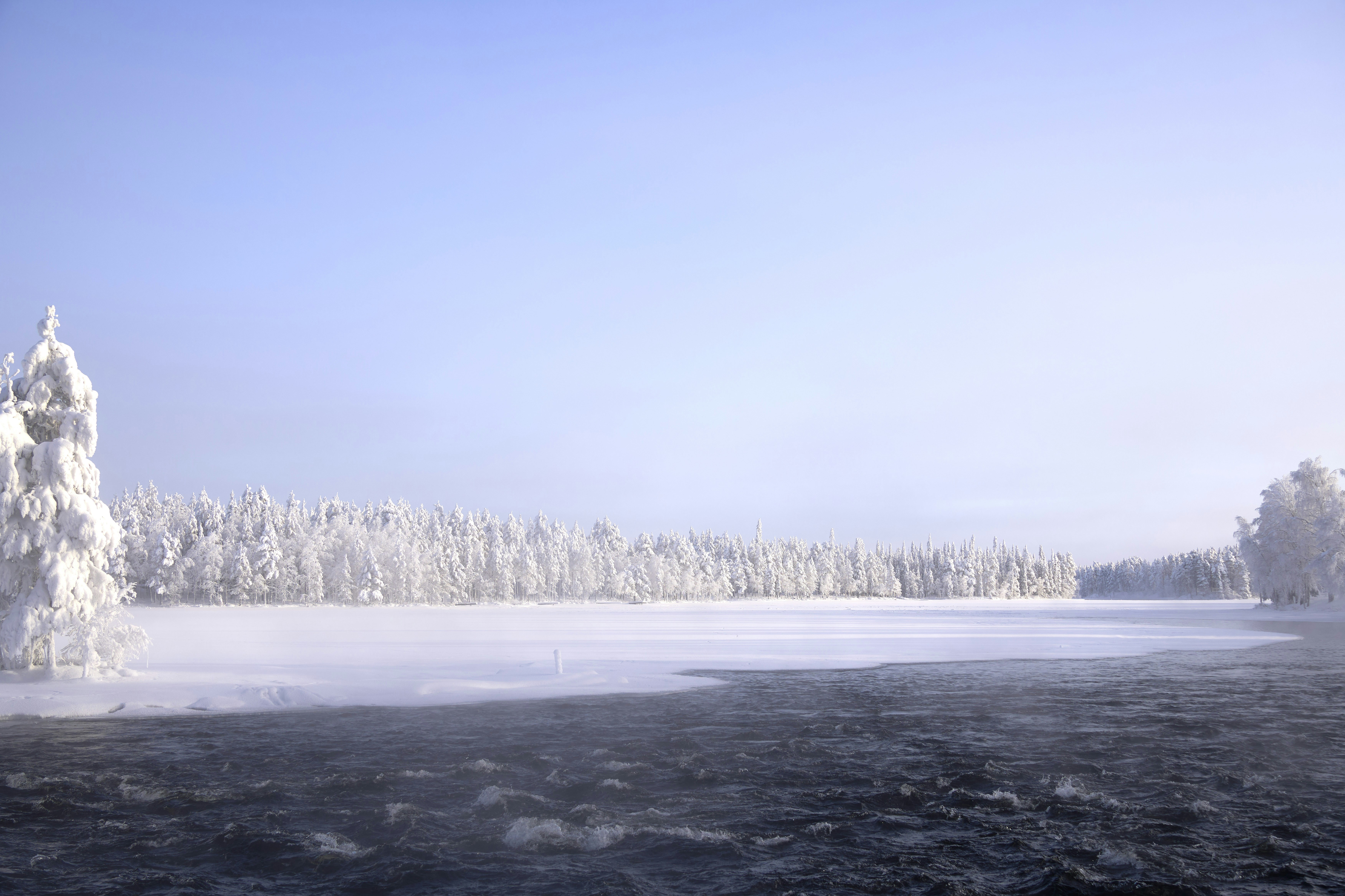 Frozen shoreline under pale blue dawn with snow-clad trees