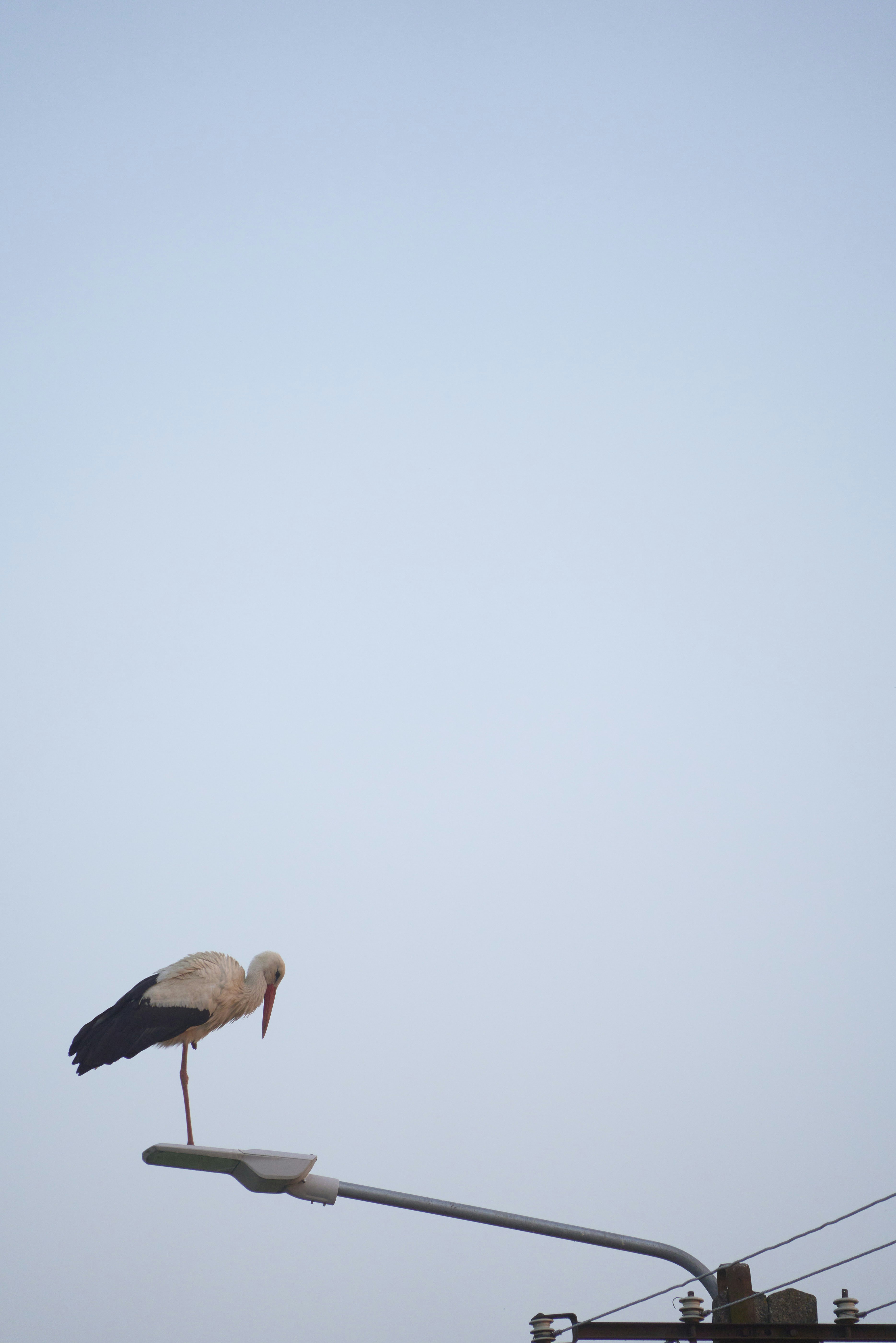 Stilted Vigil: A Stork Perches on a Streetlight at Dusk