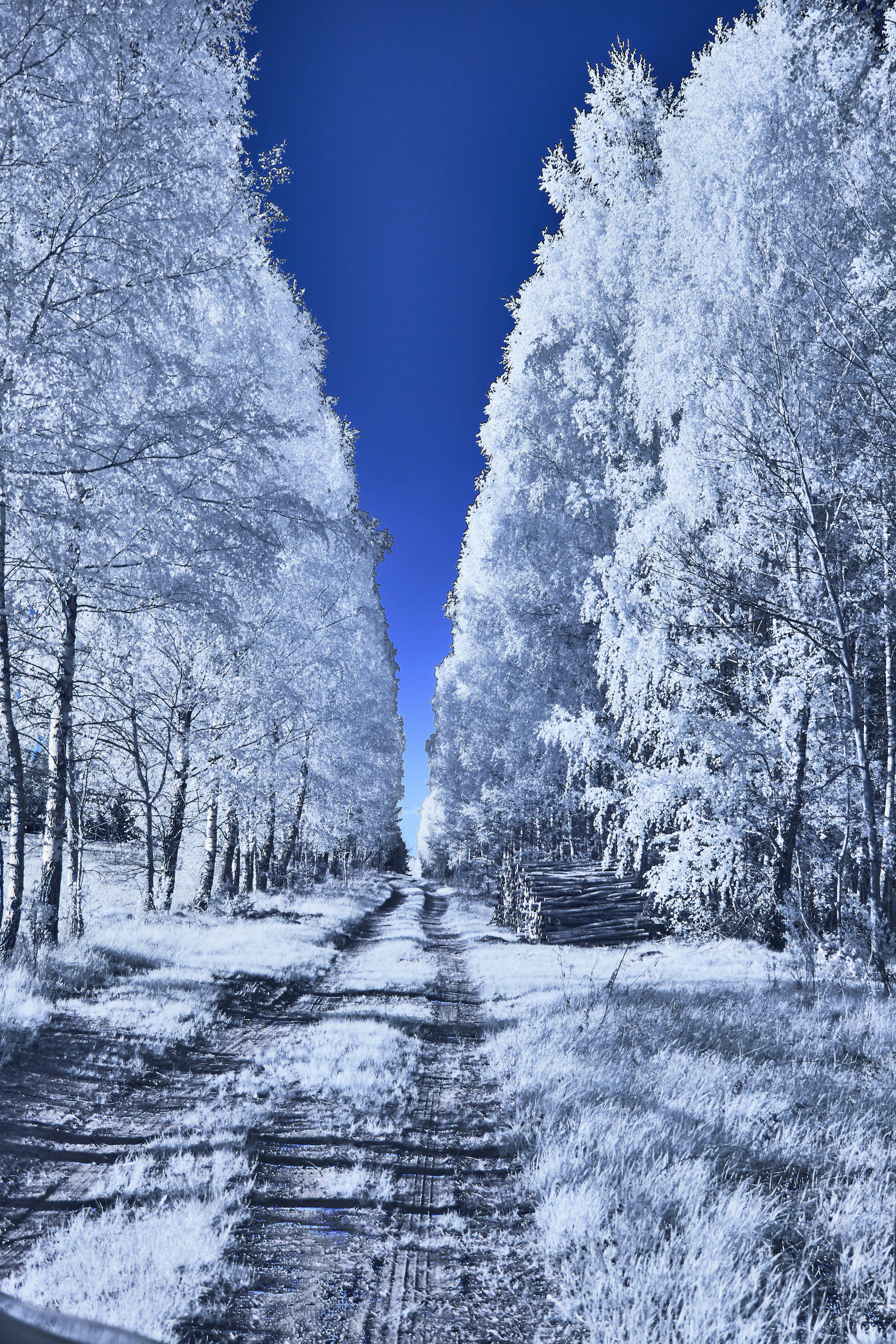 Snow-lined Avenue: A Frozen Path Through Whispering Pines