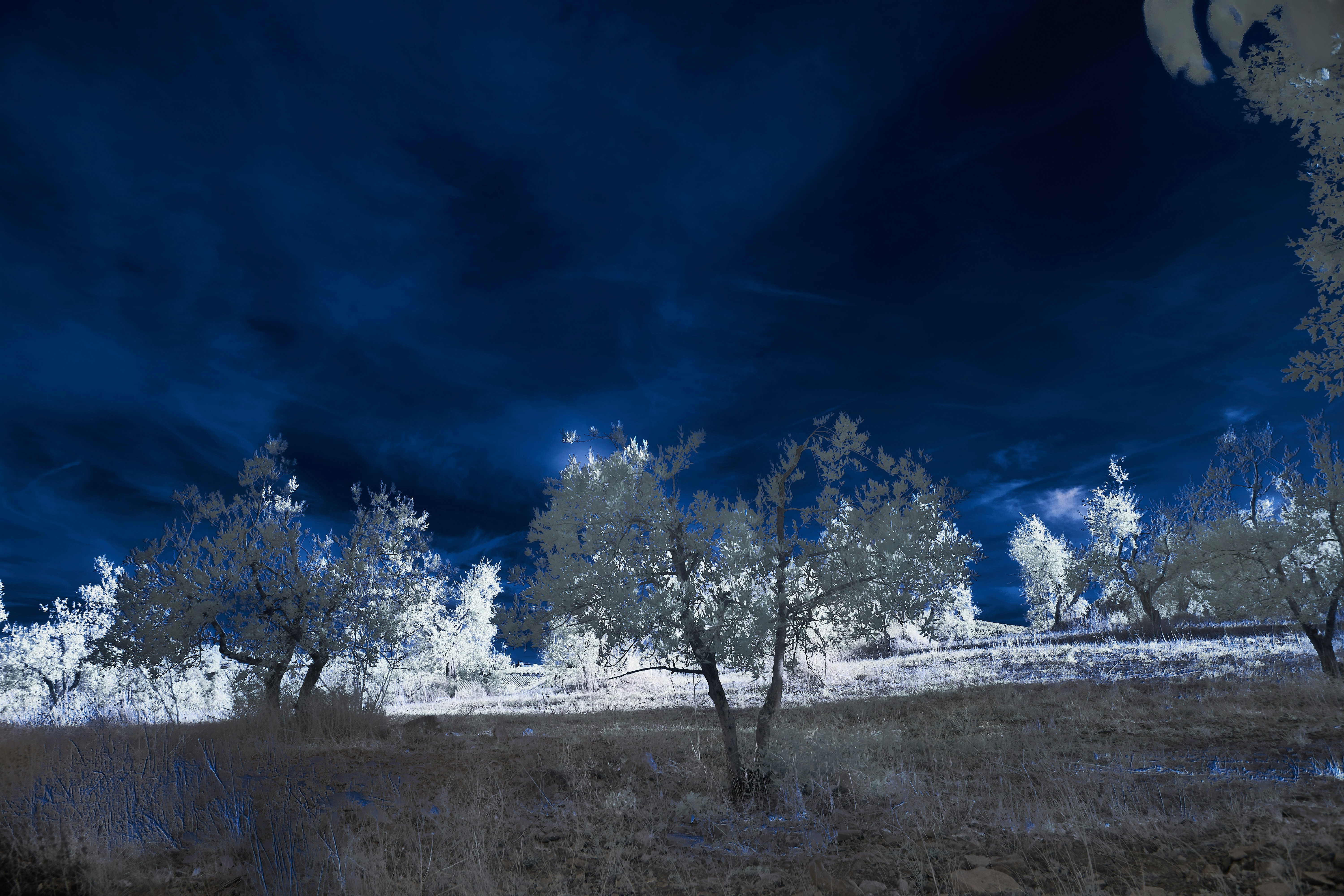 Infrared Horizon: Lone Trees Against a Velvet Sky