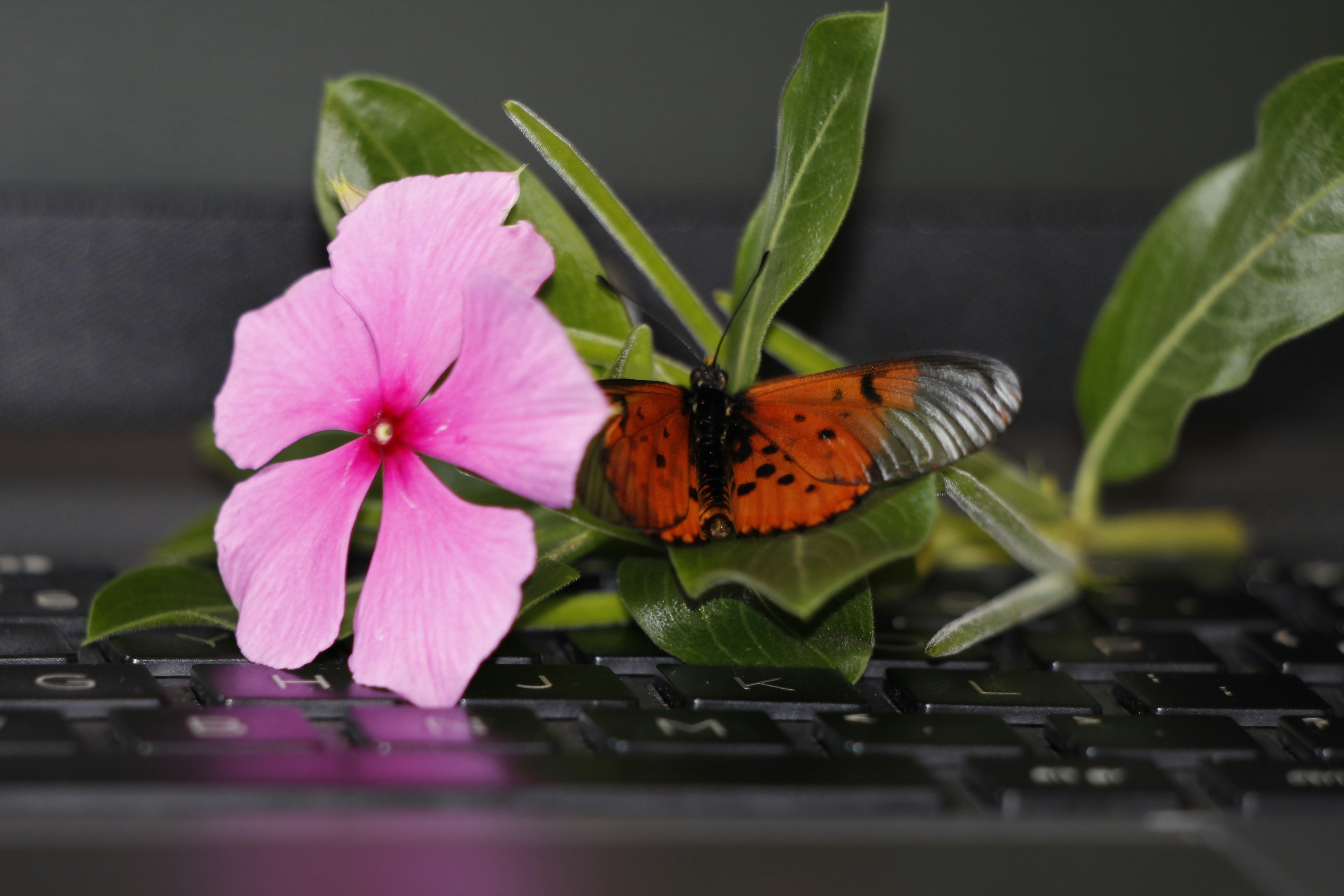 A vivid orange butterfly rests on a pink petunia beside dark laptop keys, highlighting a close-up of small natural detail against a tech backdrop.