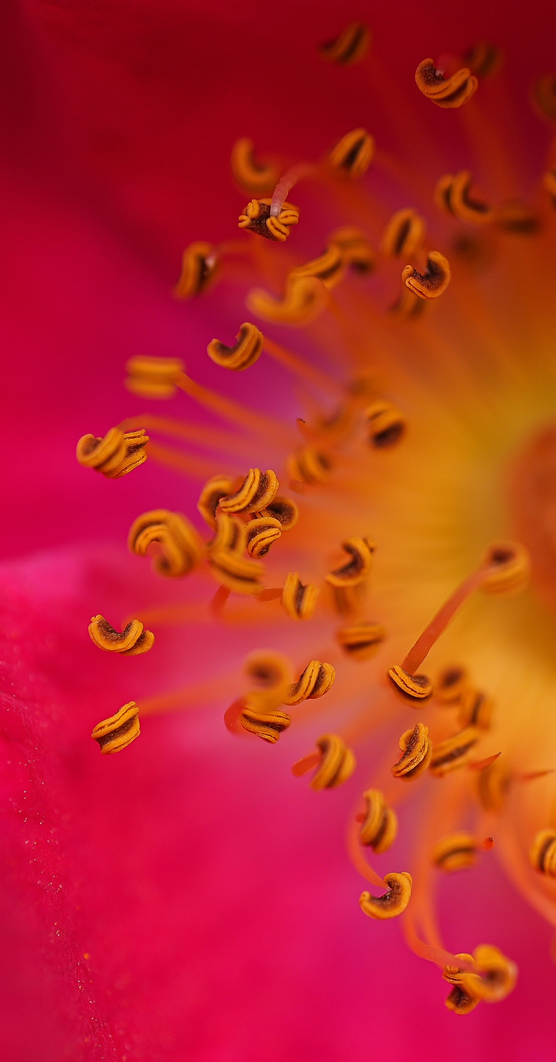 Stamen Spotlight: Crimson Bloom in Macro Focus