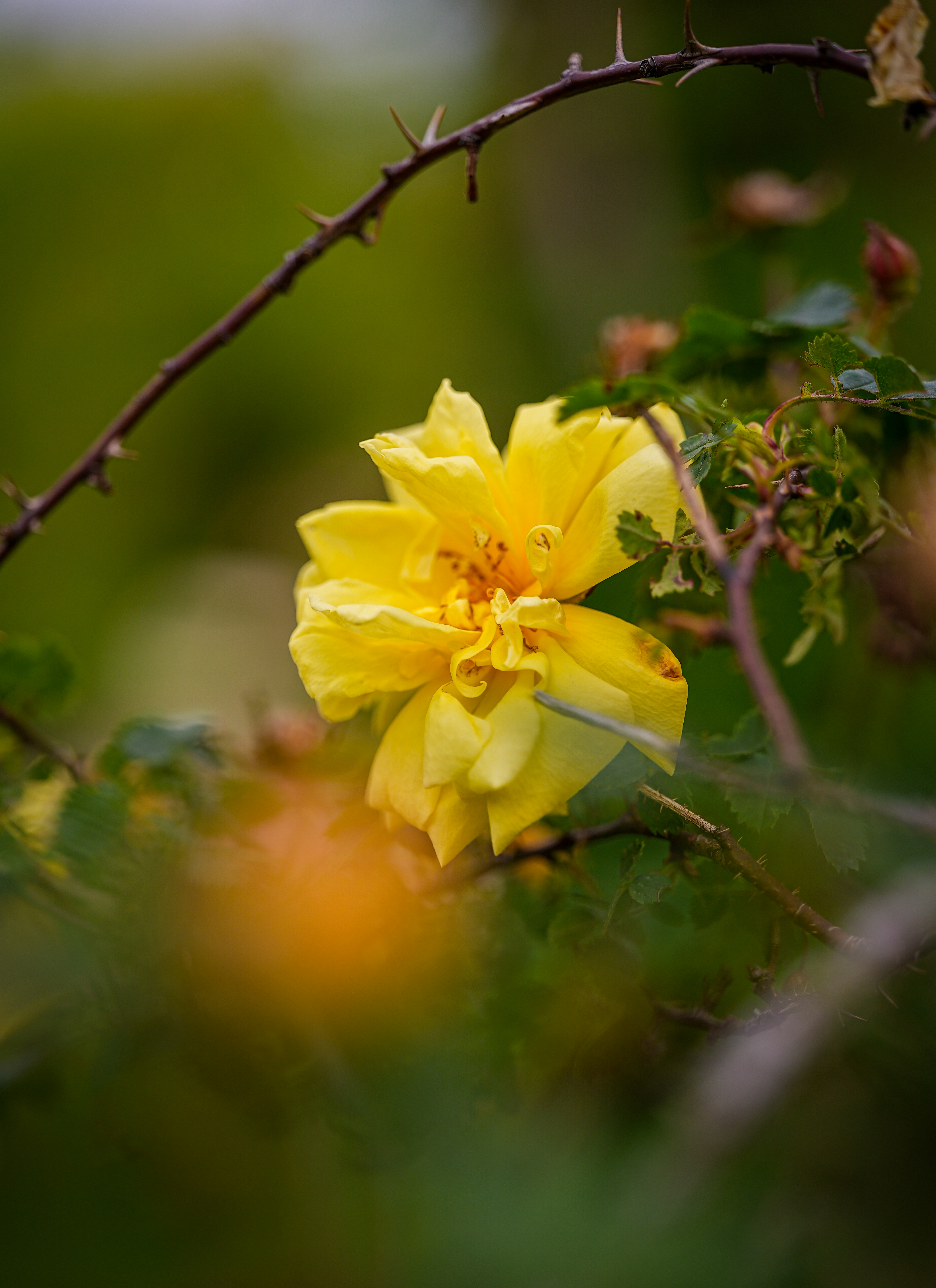 Yellow rose amid thorny branches: a soft-focus garden moment