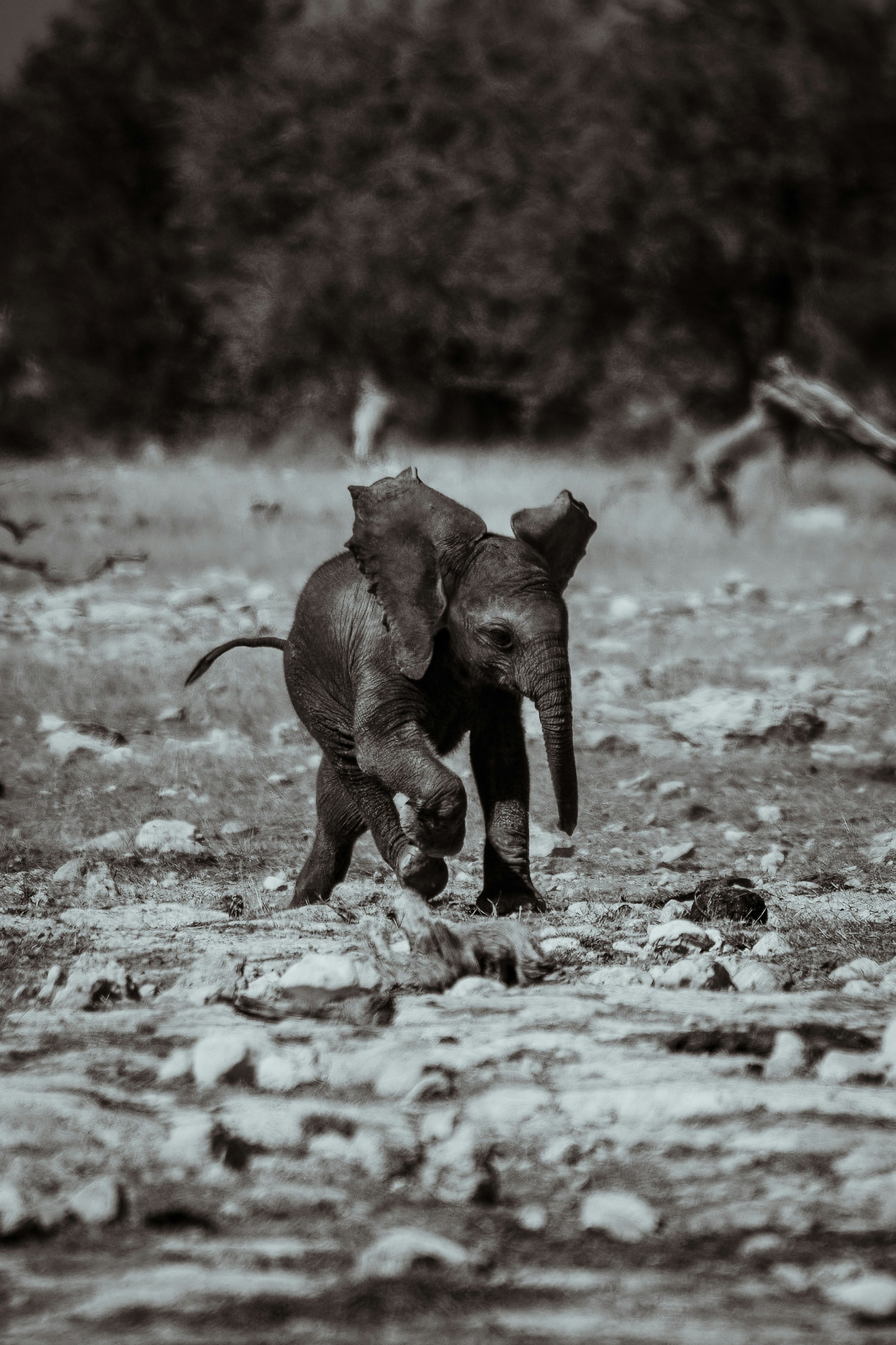 Tiny Tyrant: A Calf Elephant Journeys Through the Dried Terrain