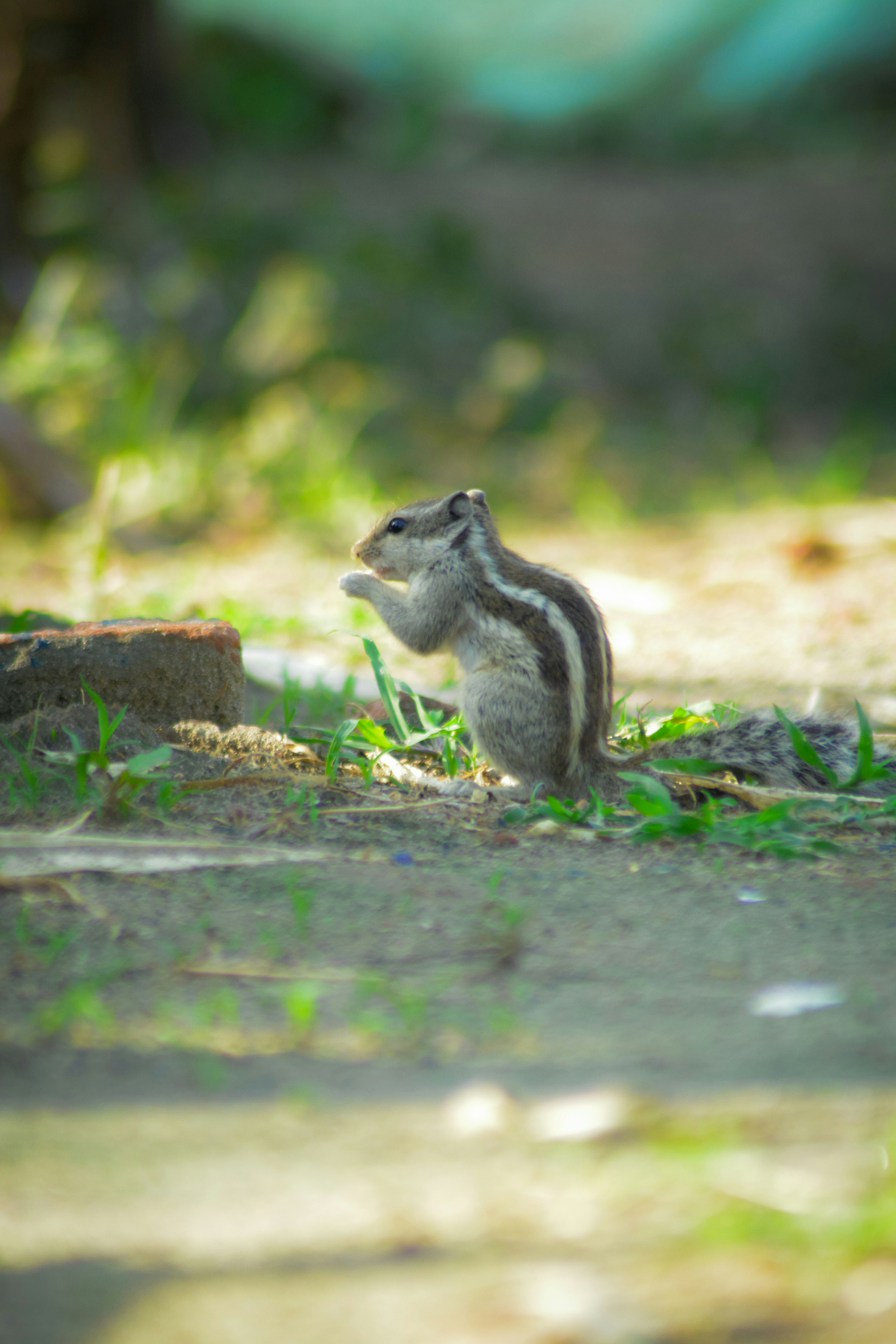 Curious Squirrel Pausing on a Sunlit Path