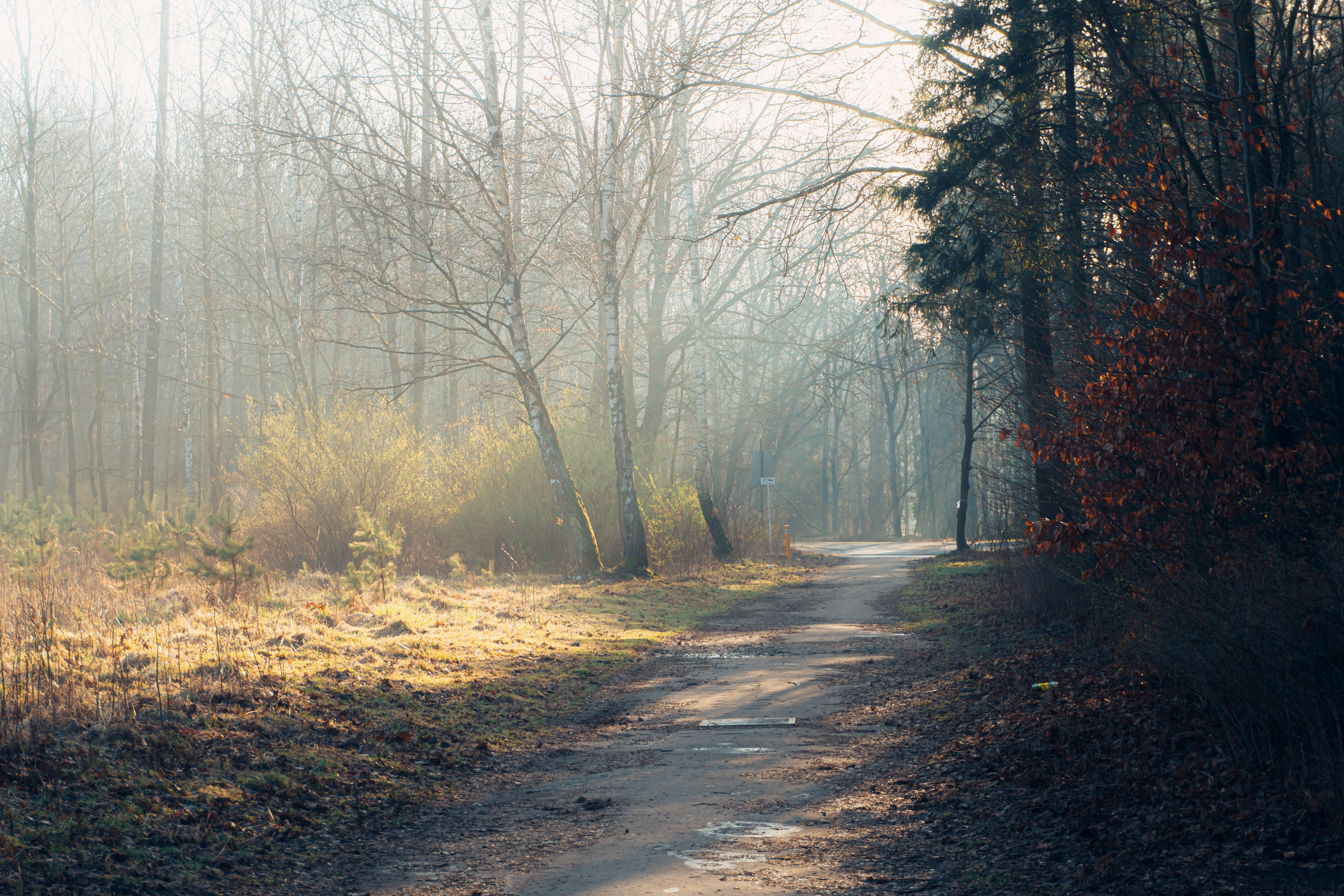 Misted Forest Path: A Quiet Trail Between Light and Shadow