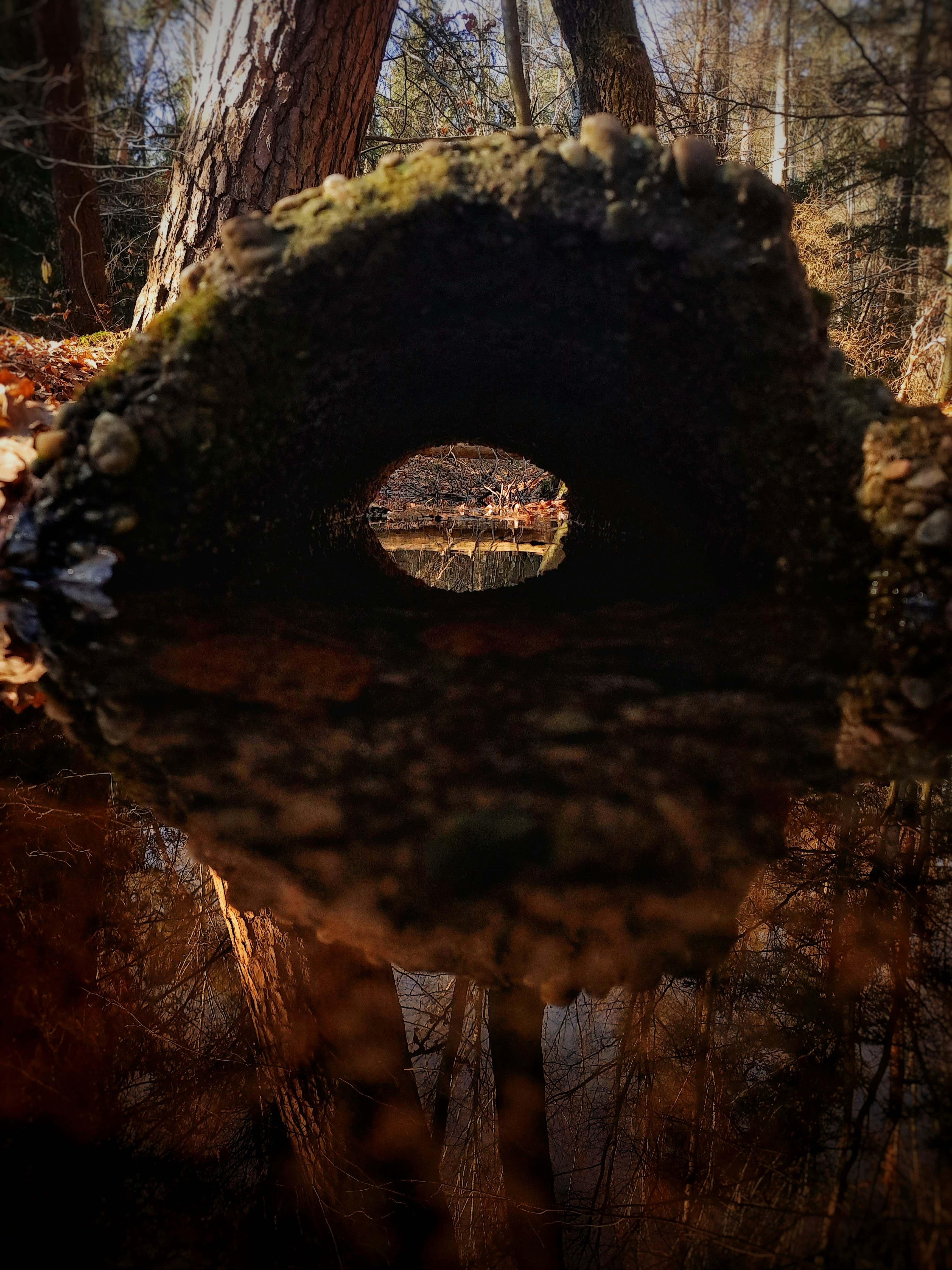 Circular View Through Time: A Forest Ring Framed by Moss and Water
