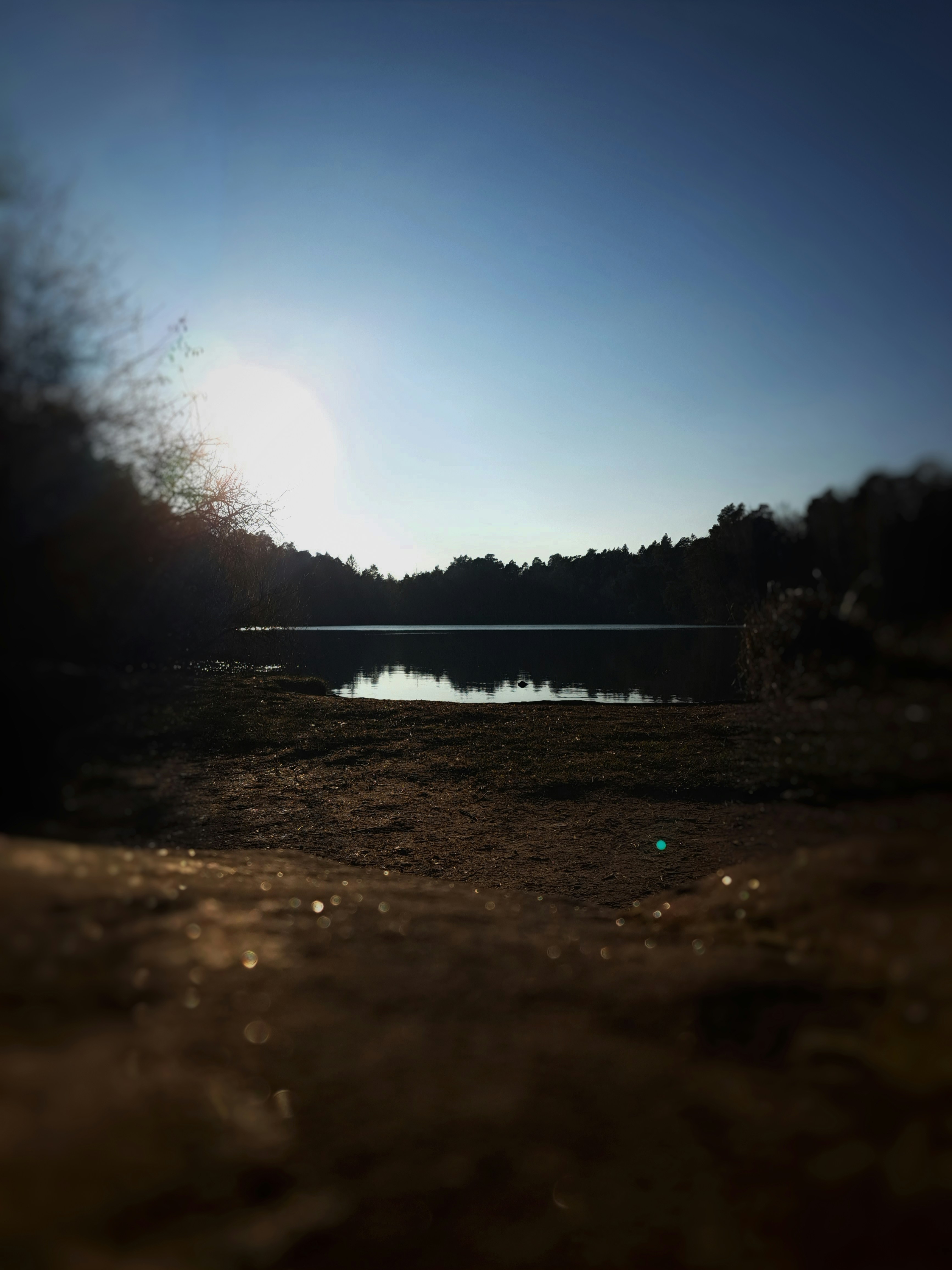 Sunlit shoreline at dusk with a tranquil lake and silhouetted trees
