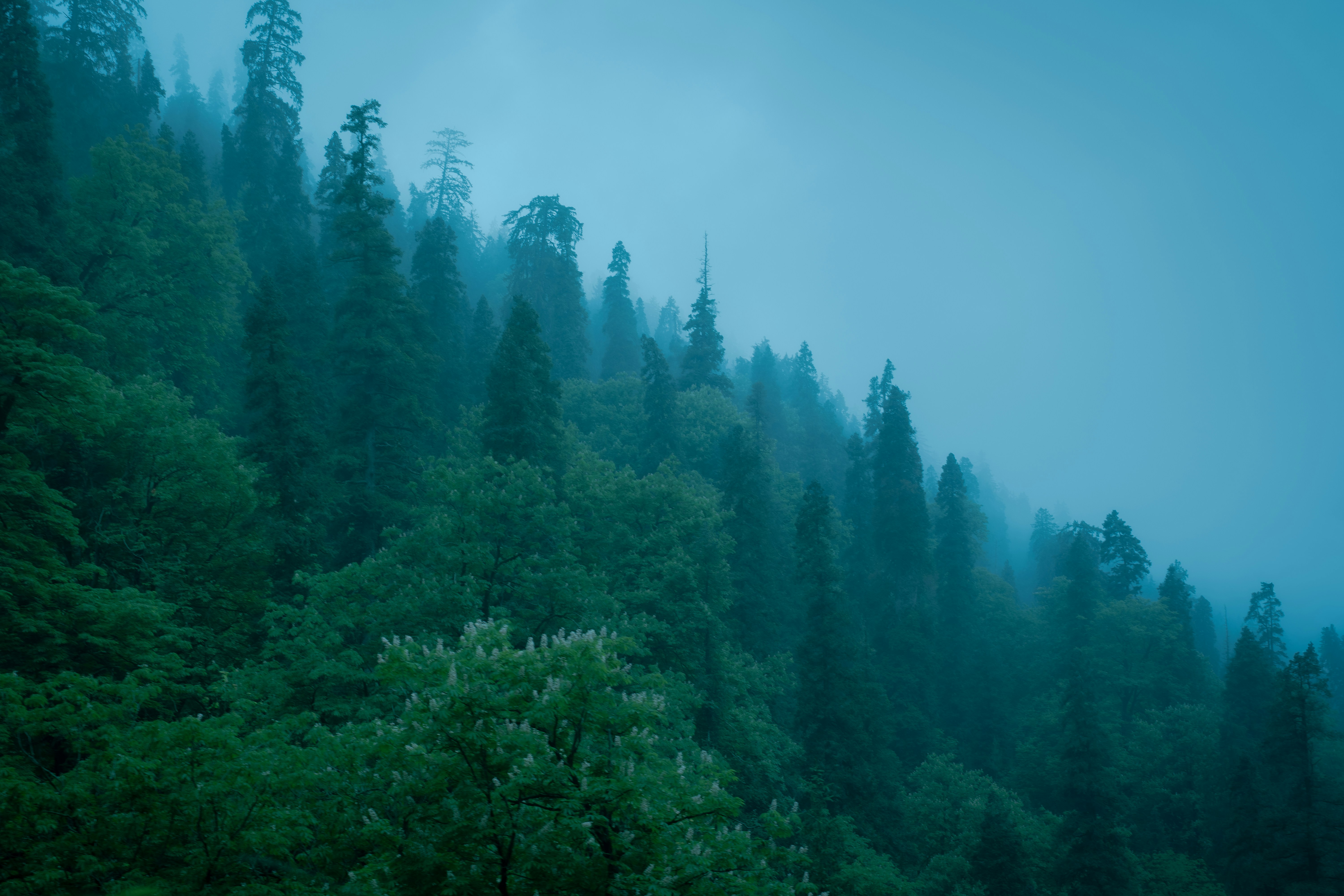 Dense evergreen hillside fades into cool blue mist, creating a tranquil forestscape with layered trees. This is a natural landscape photograph.