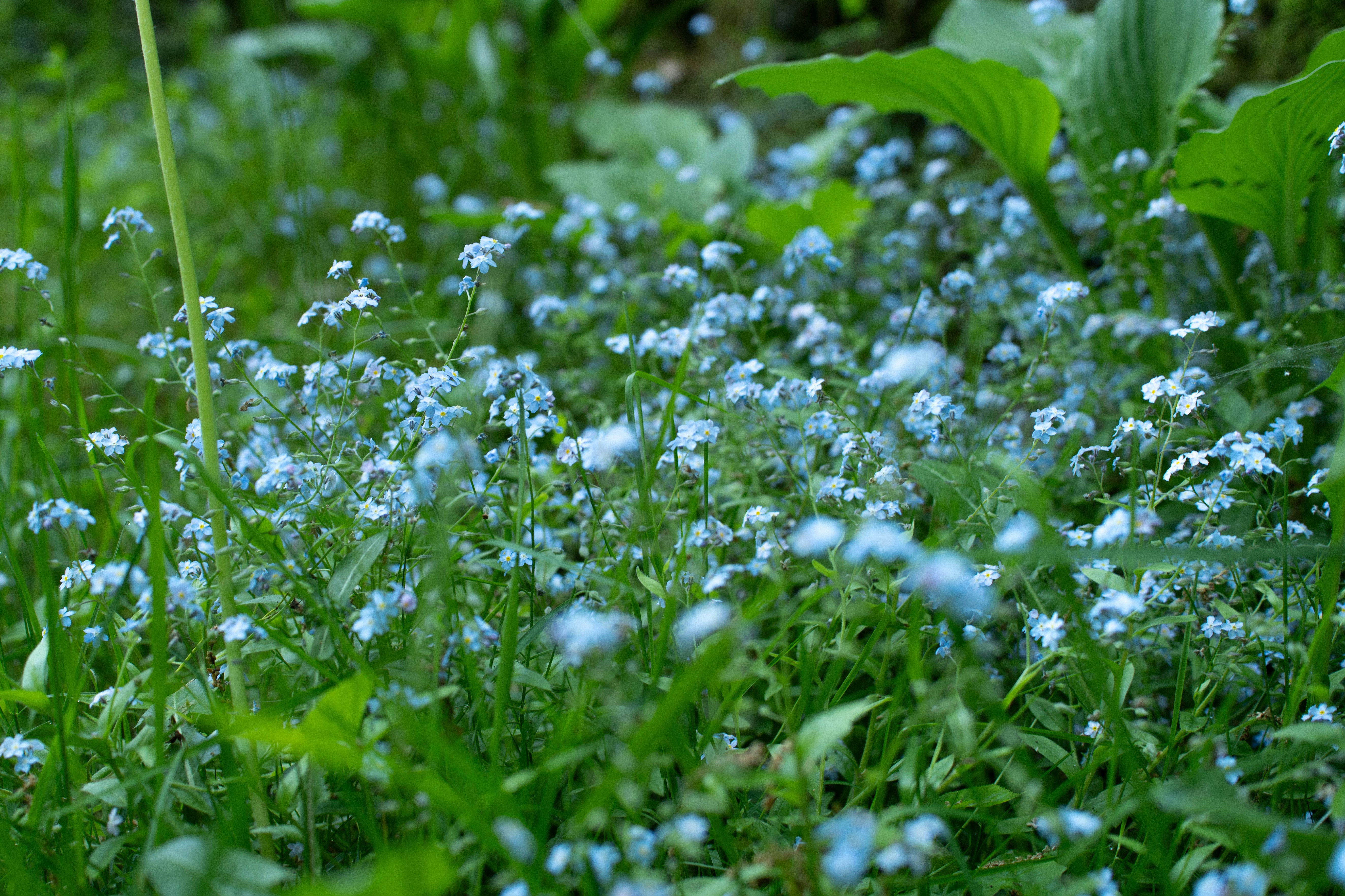Blue Carpet in a Quiet Meadow
