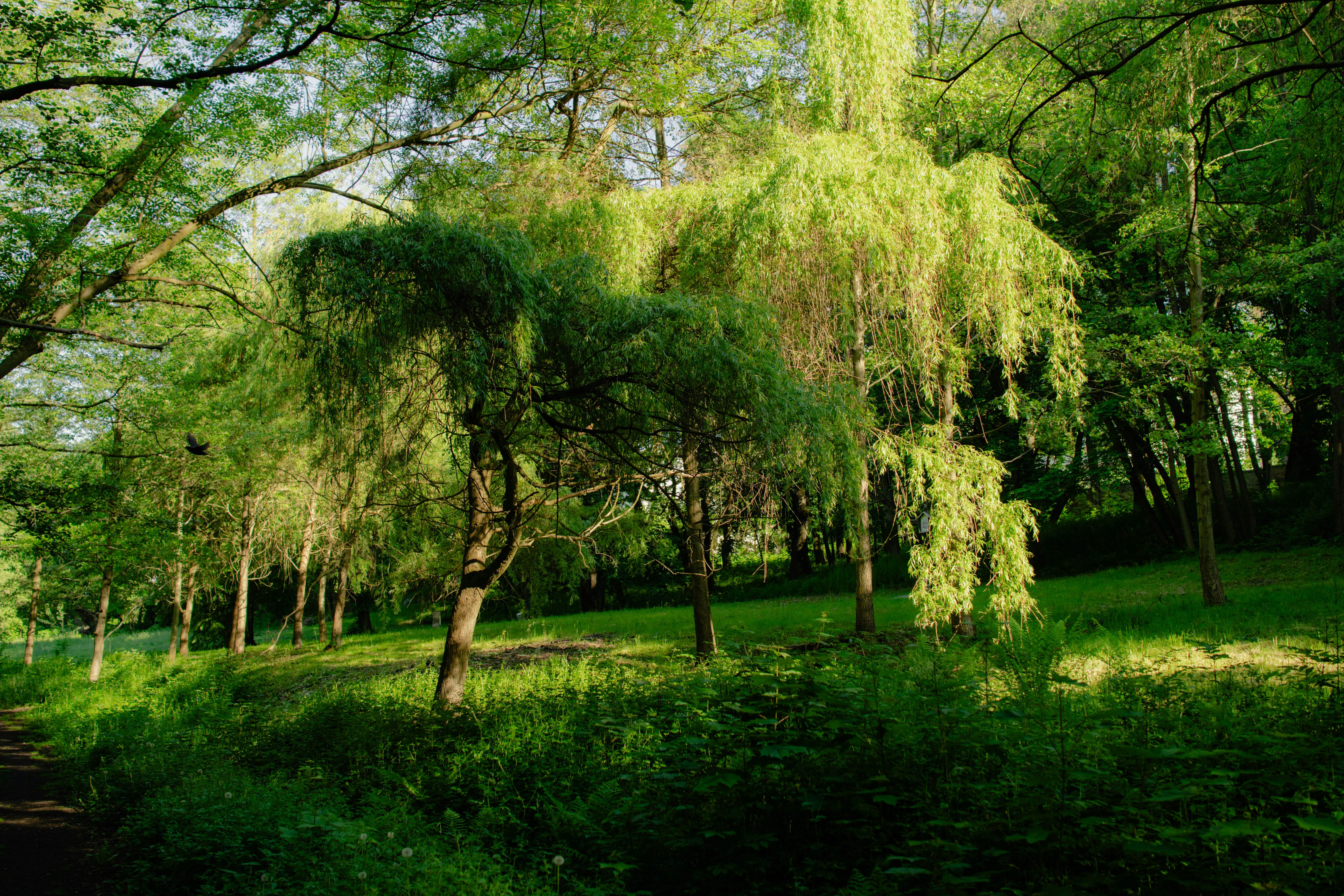 Sunlit Willow Canopy Over a Leafy Park Clearing