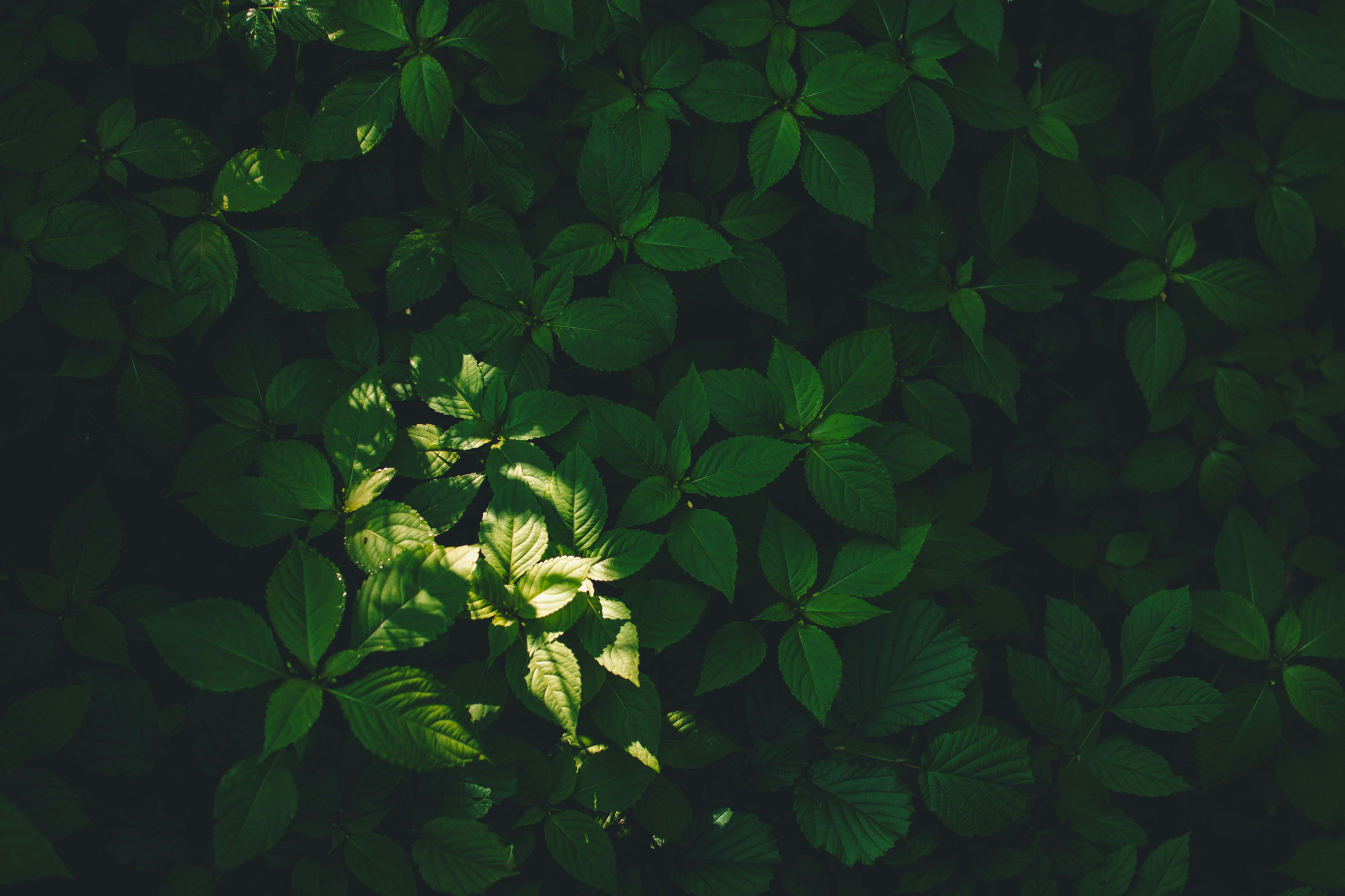 Sunlit Leaf Spotlight in a Dense Canopy