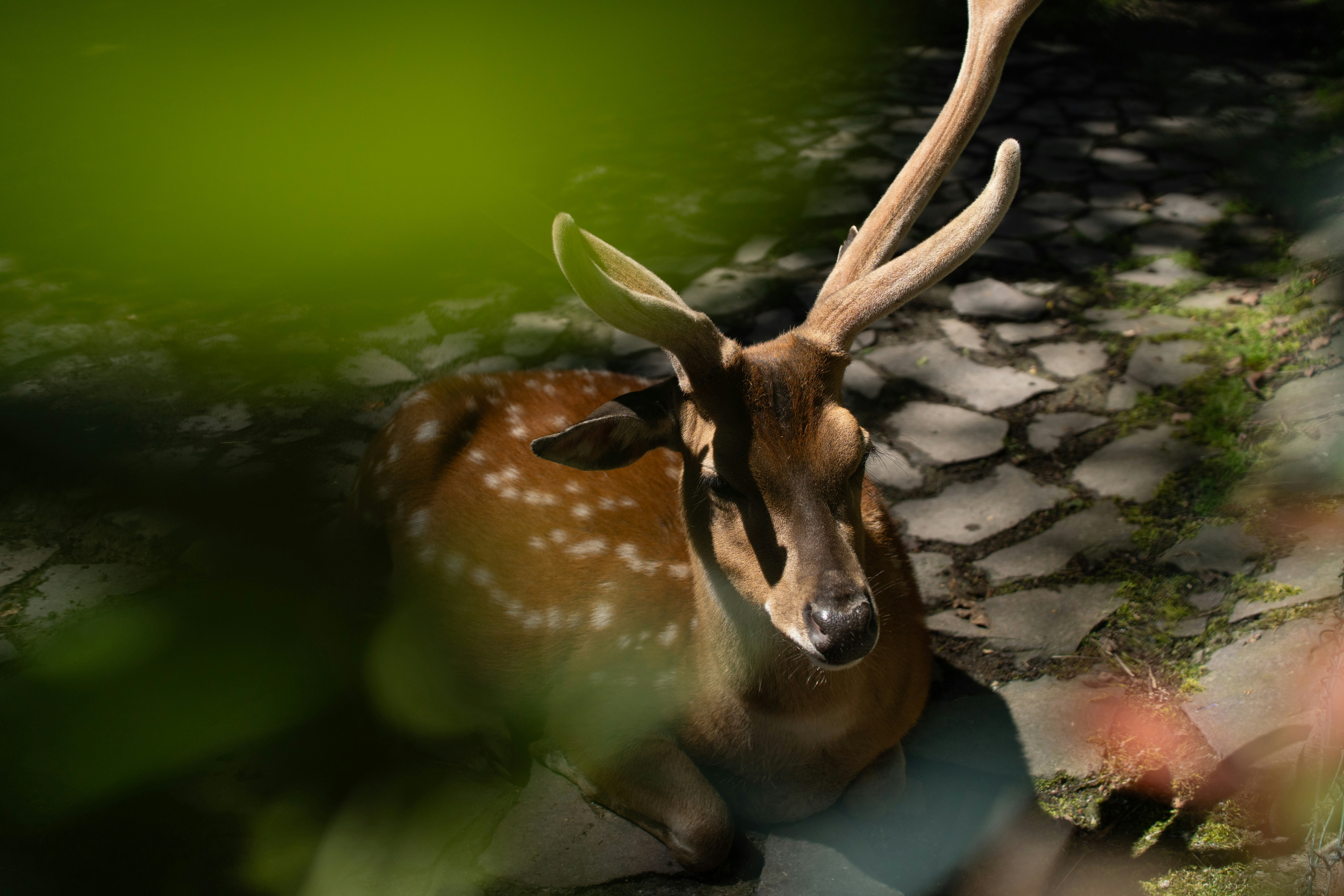 Partial Shaded Stag in a Pebbled Path Corridor