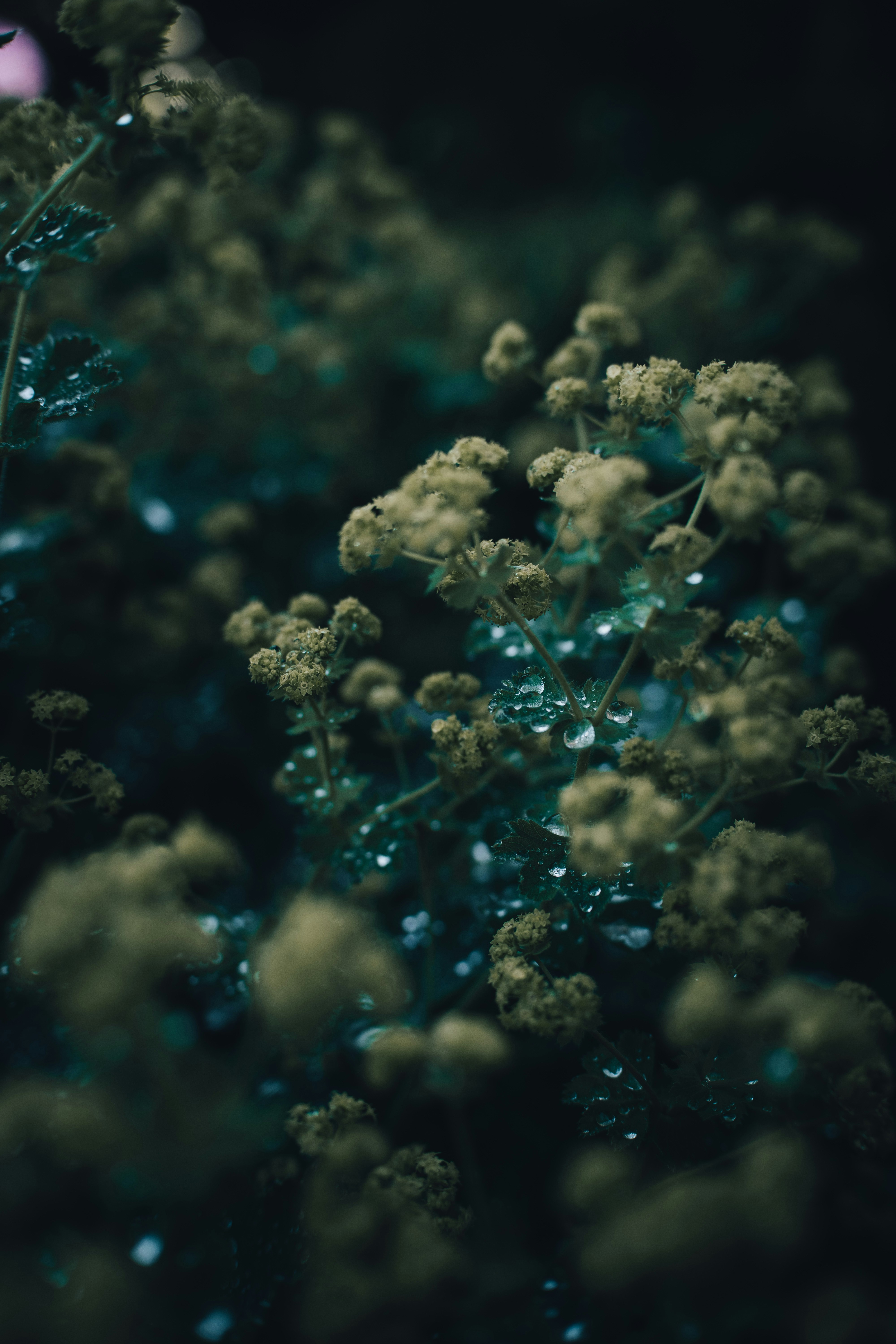 Midnight Bloom: Soft Focus Ferns in Moonlit Hue