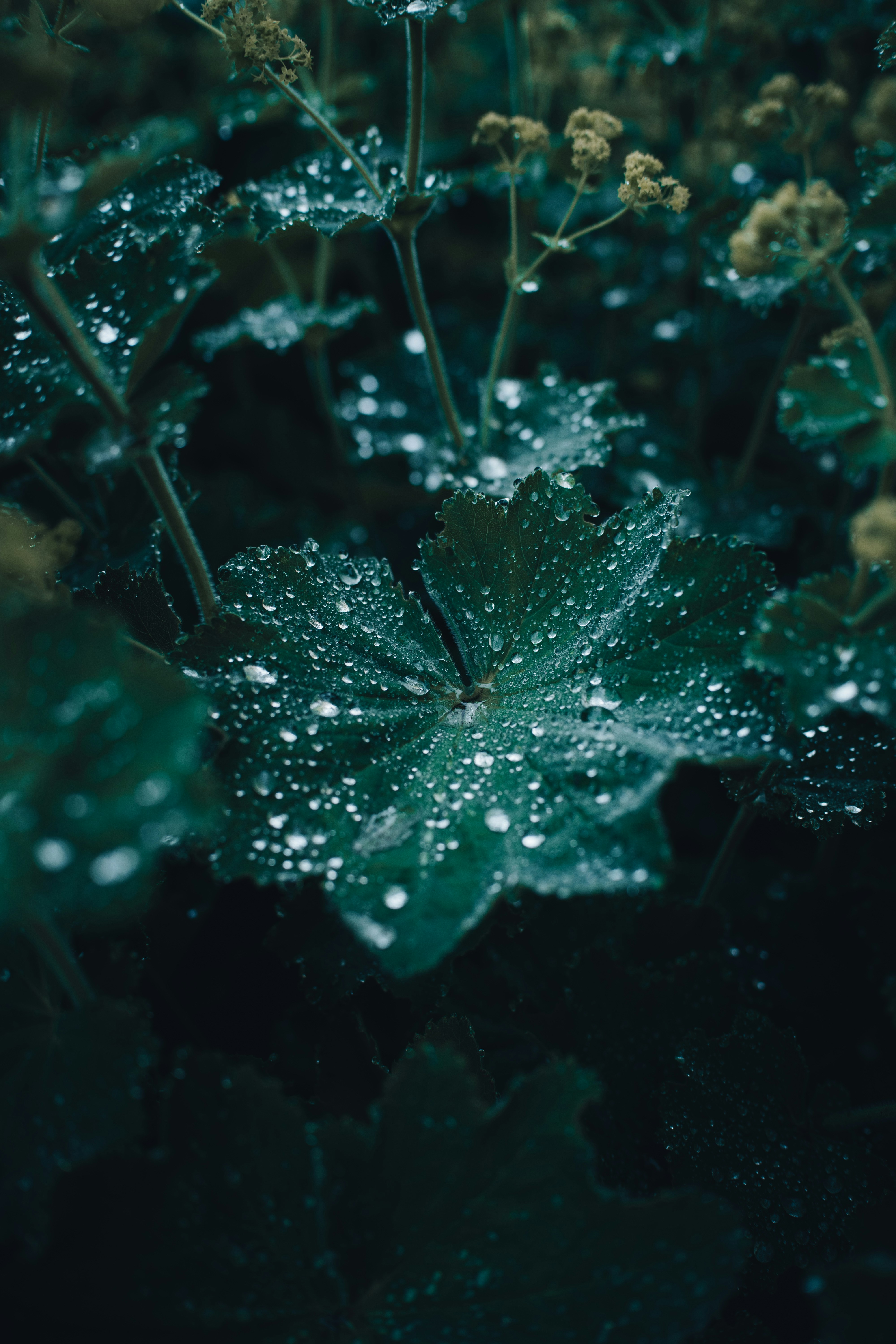 Dew-kissed Leaf in Cool Night Tone