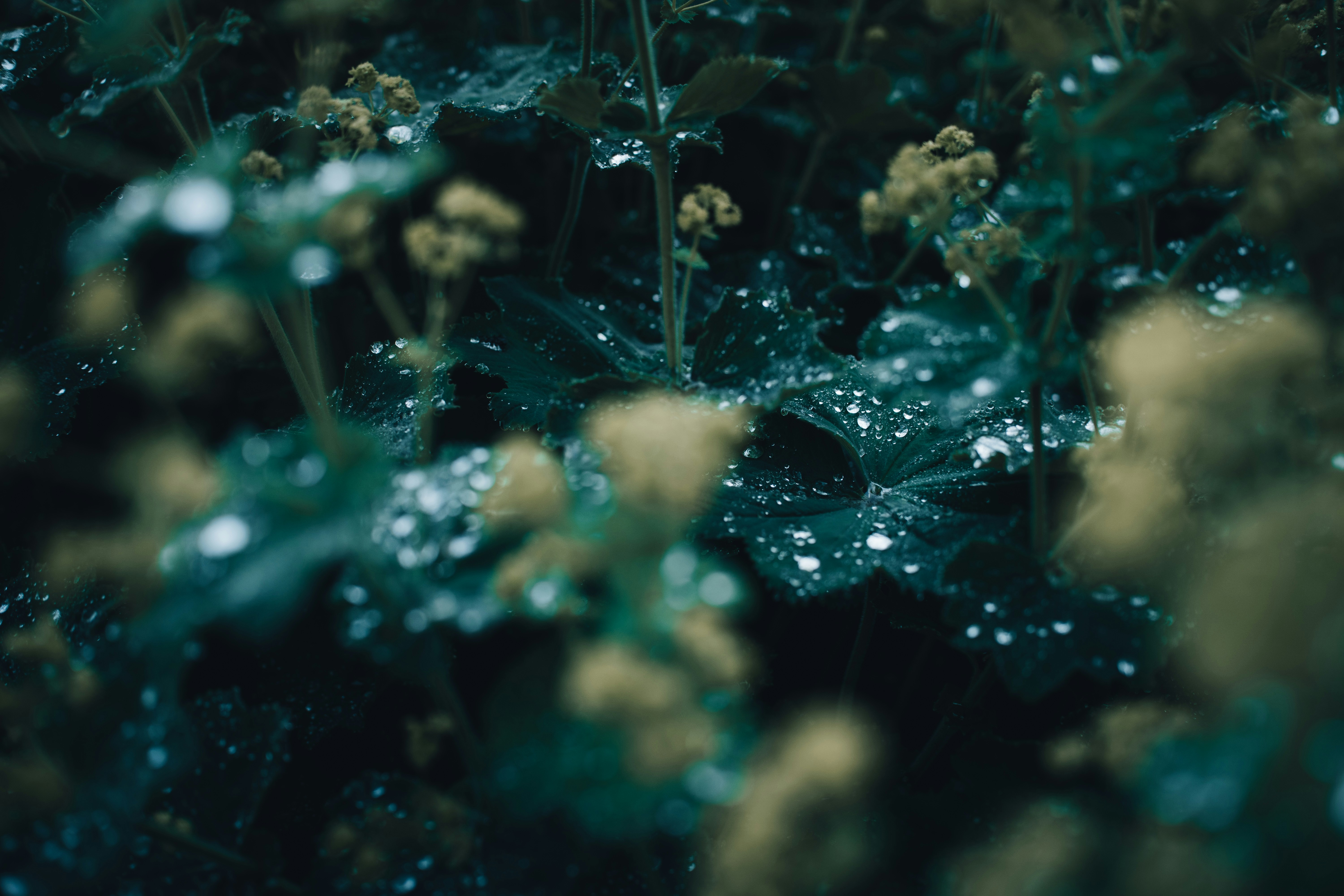 Soft Dew on Forest Lichen: Nightfall Glow