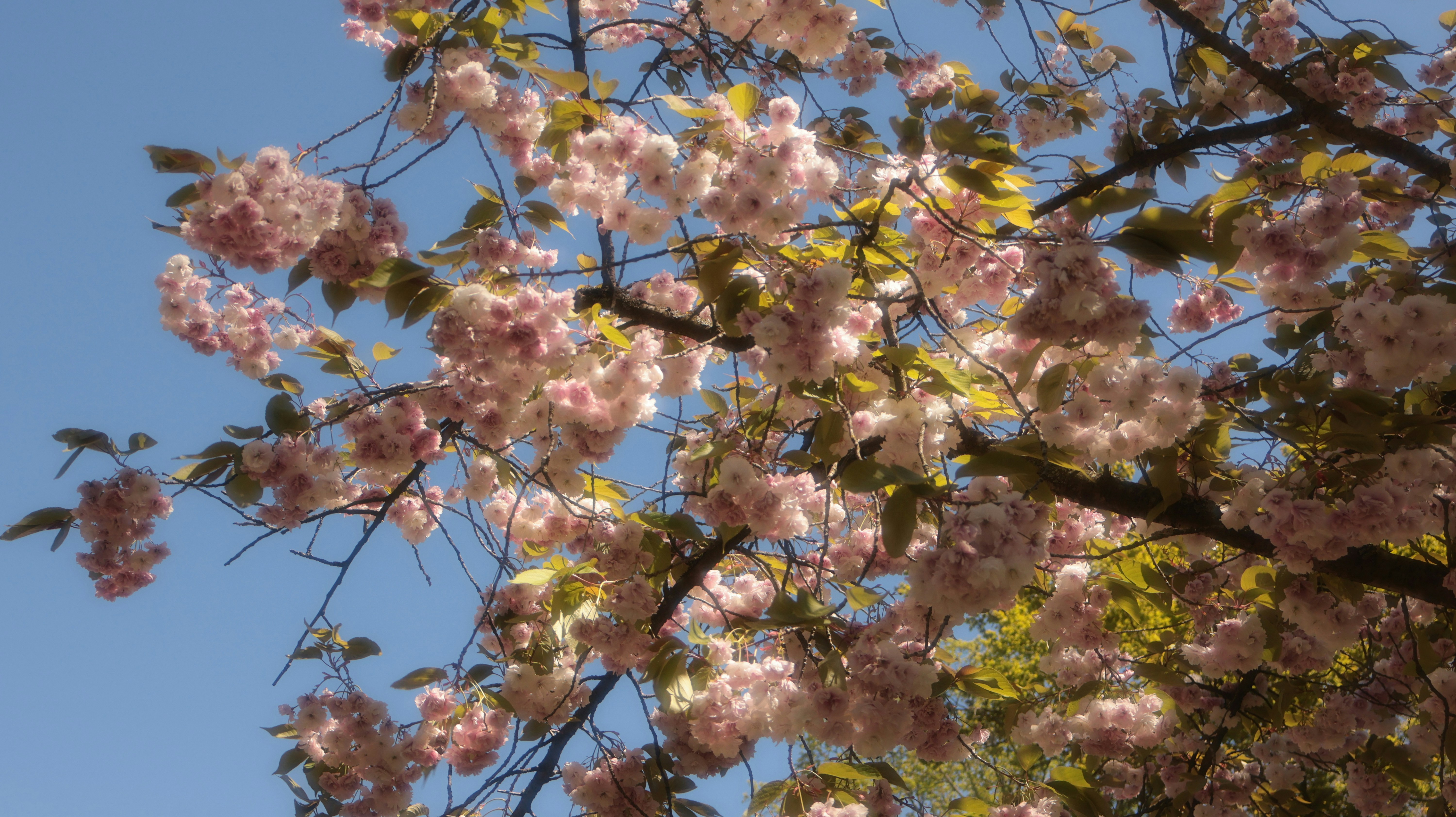 Blossoms under Spring Sky: Pink Cloud on Branches