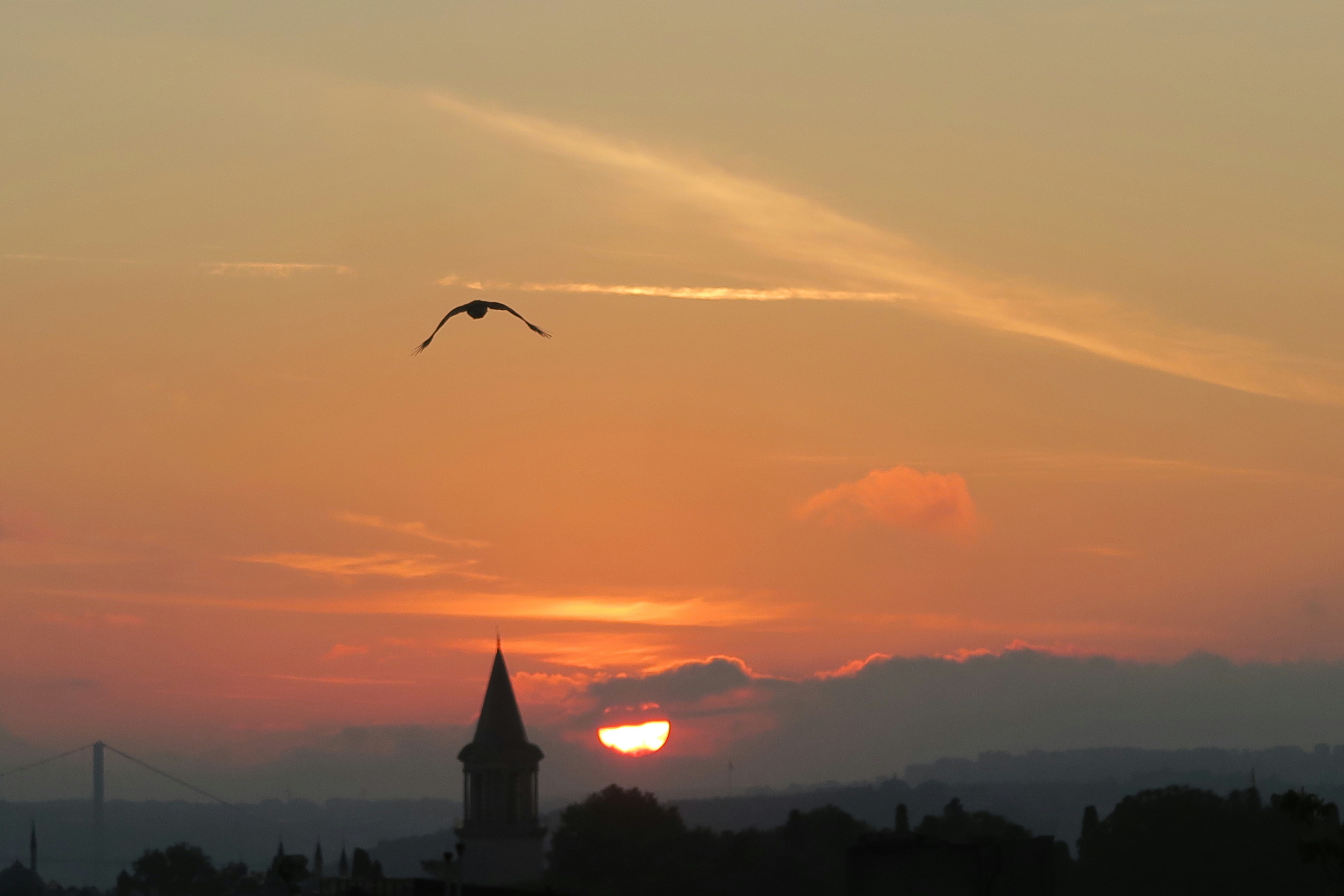 Sunset Sentinel: A lone seabird skims the horizon above a quiet city spire