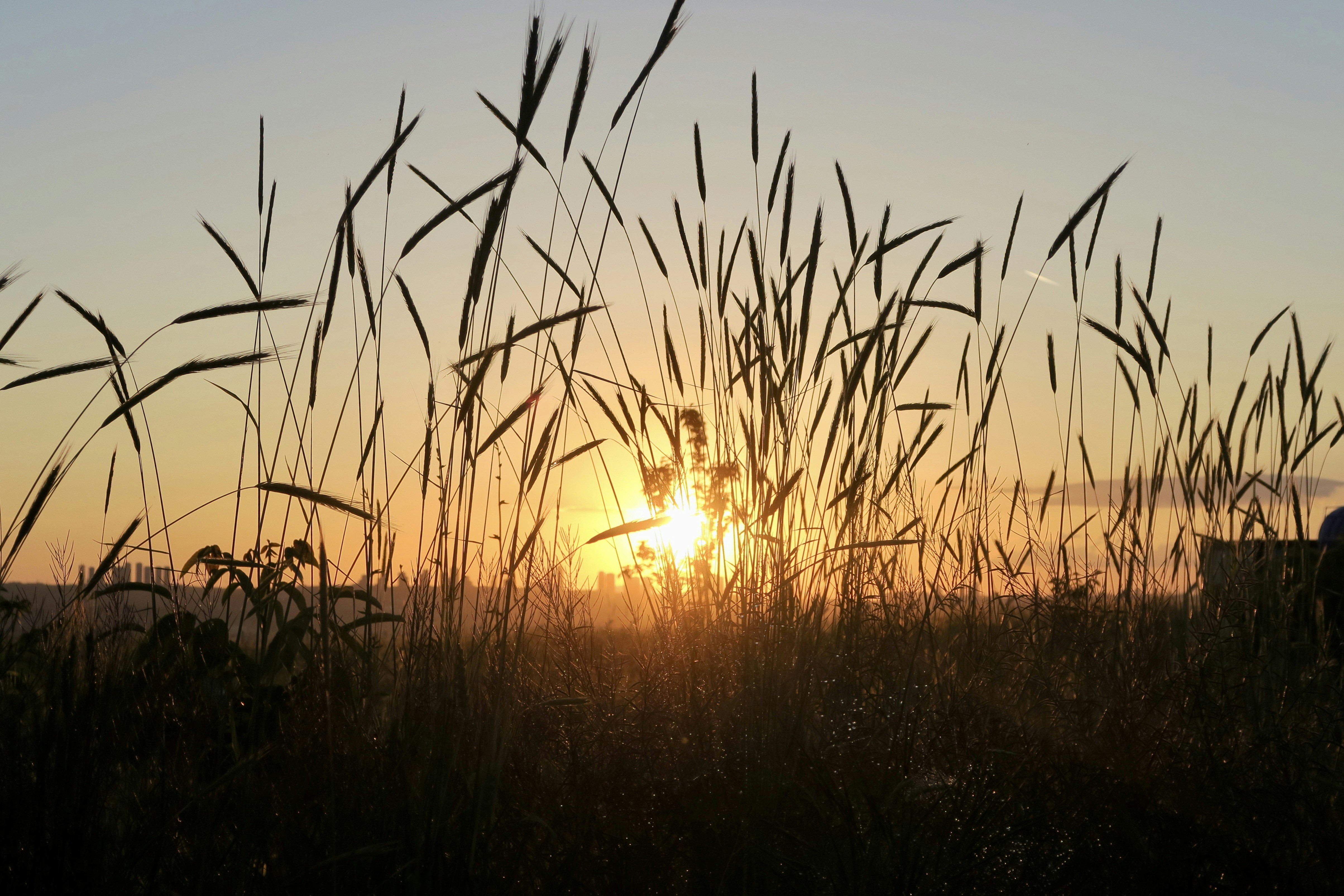 Sunlit Grassland Silhouette at Dusk