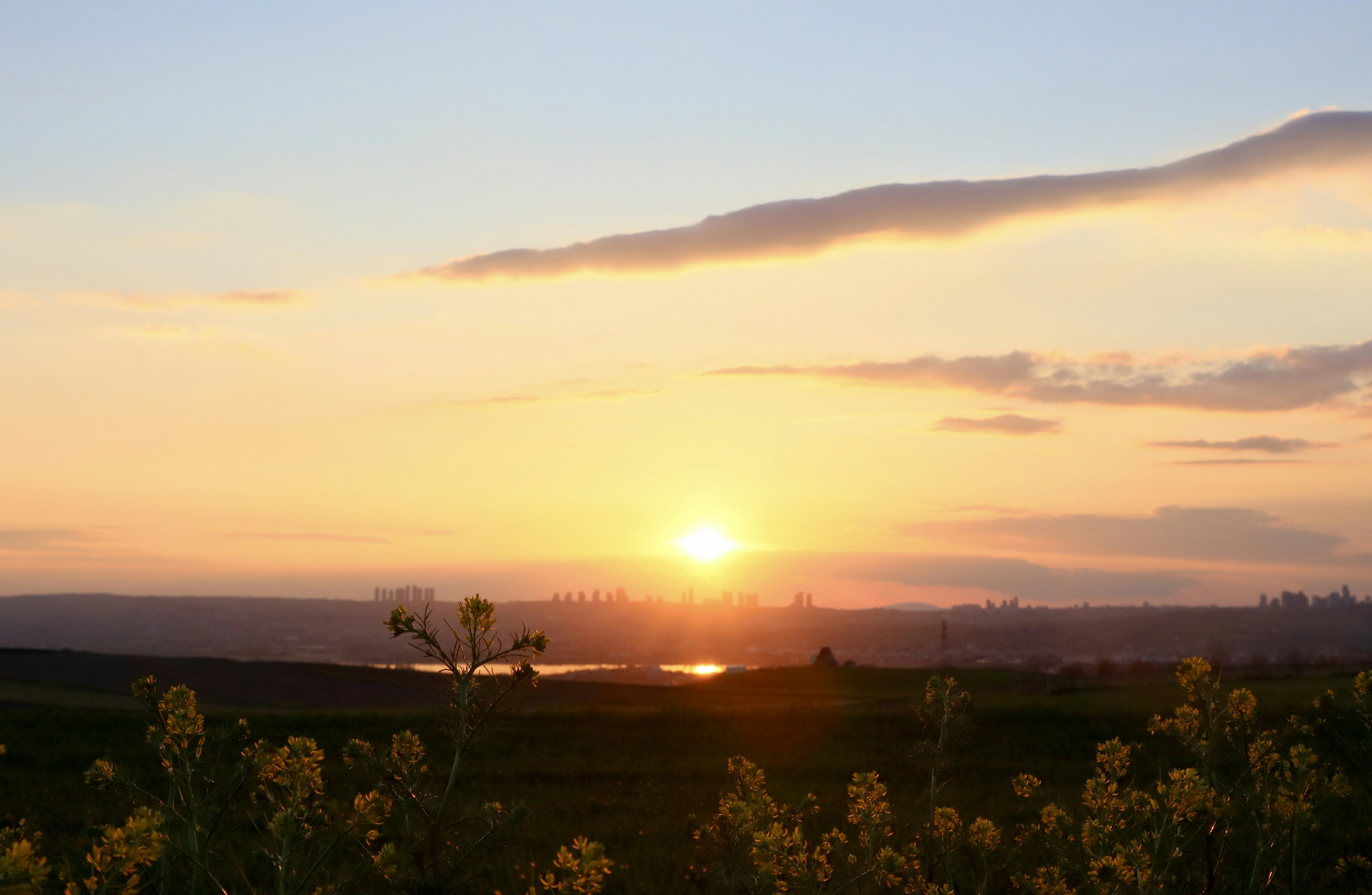 Sunlit Horizon Over Field of Wildflowers